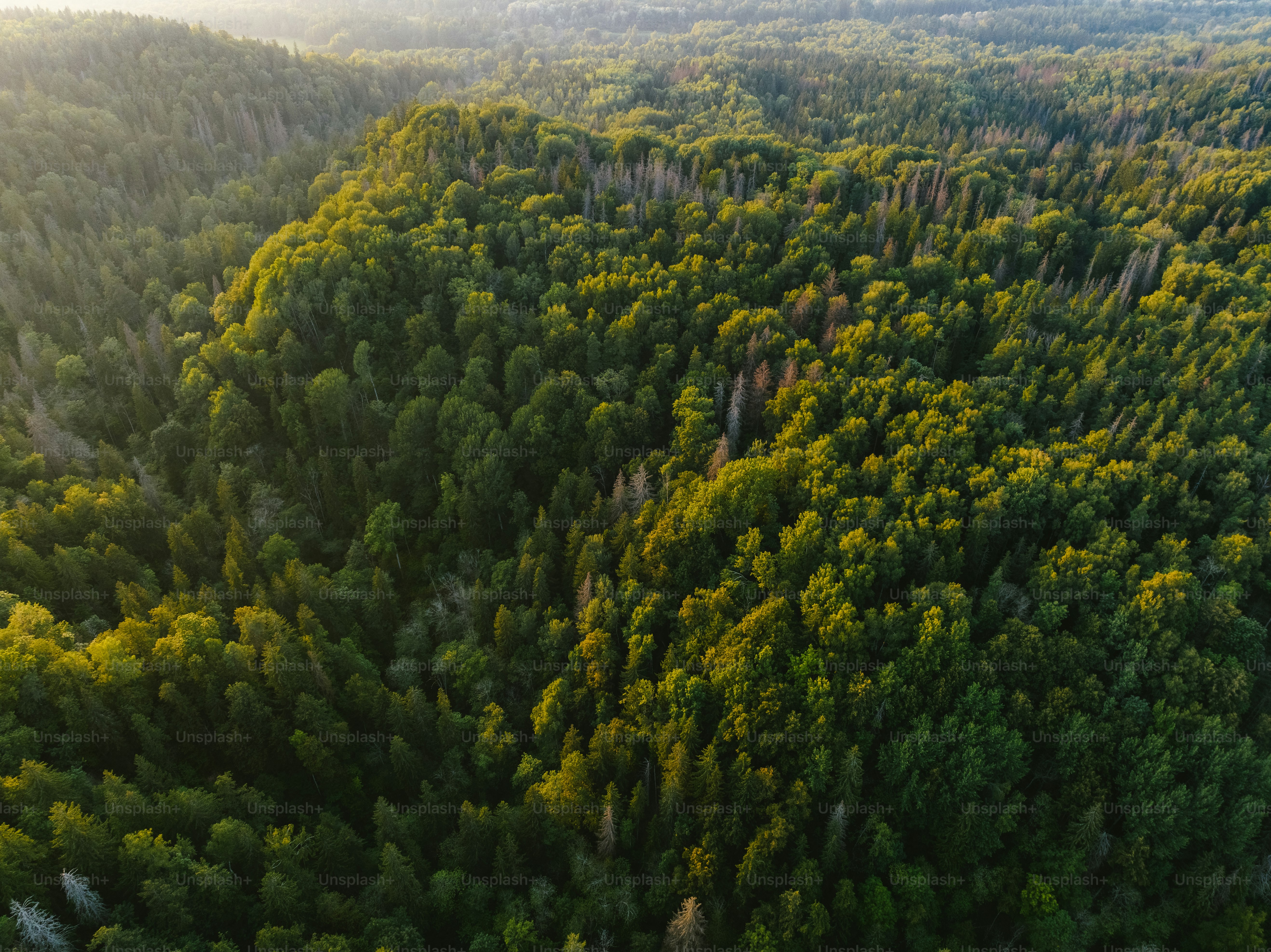 An aerial view of a forest with lots of trees photo – Forest Image on ...