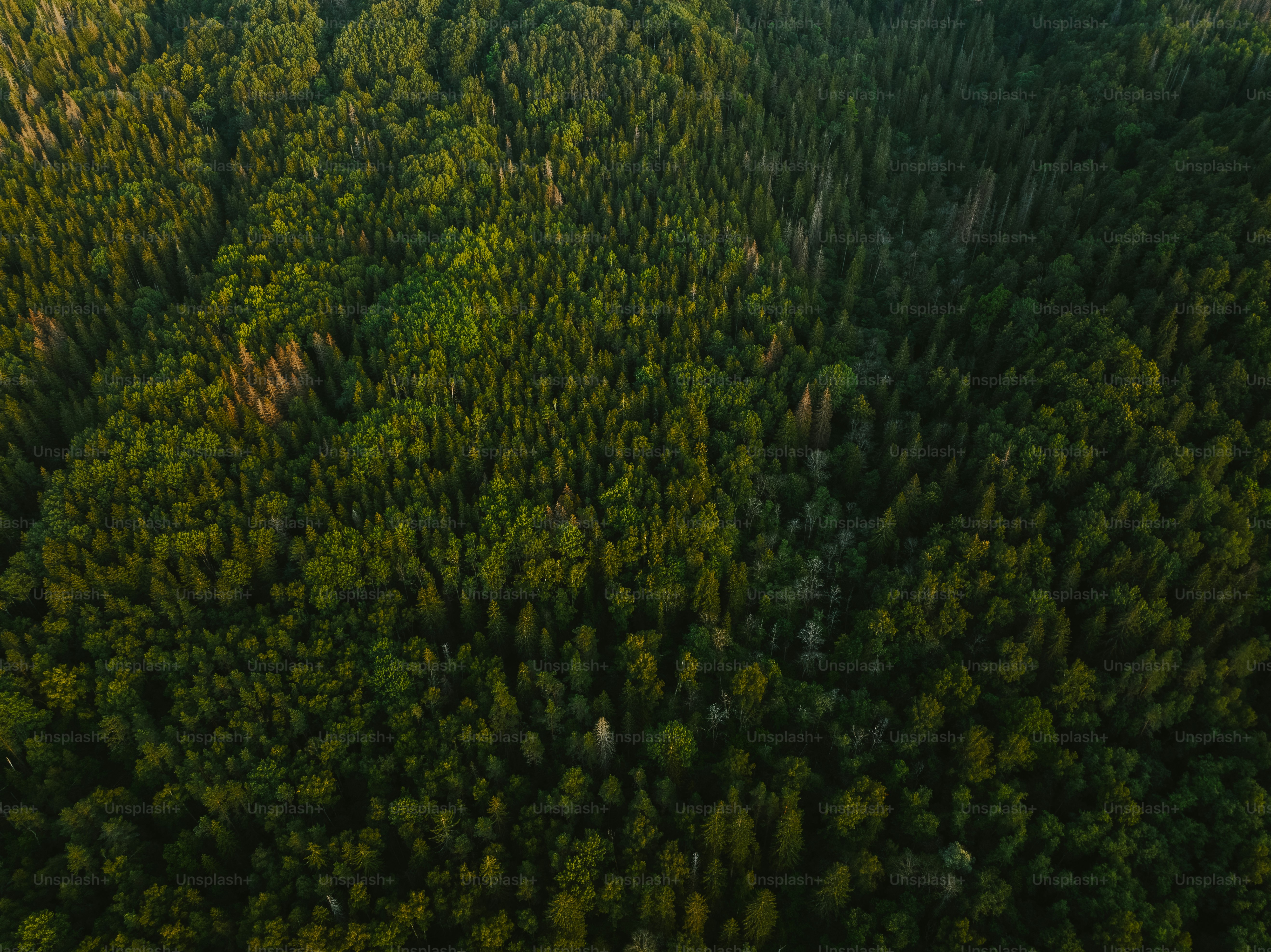 An aerial view of a forest with lots of trees photo – Forest Image on ...