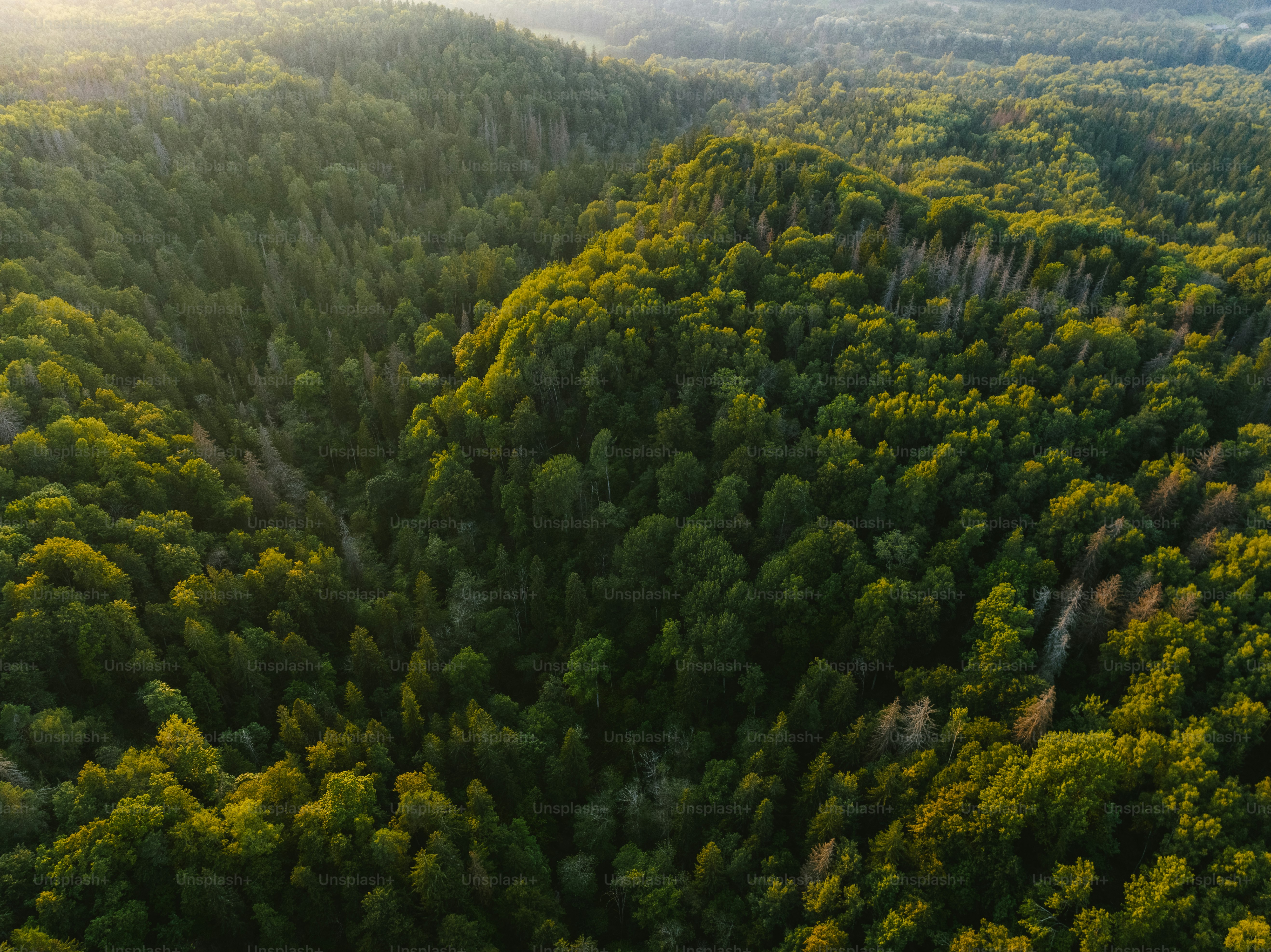 A large forest filled with lots of green trees photo – Forest and ...