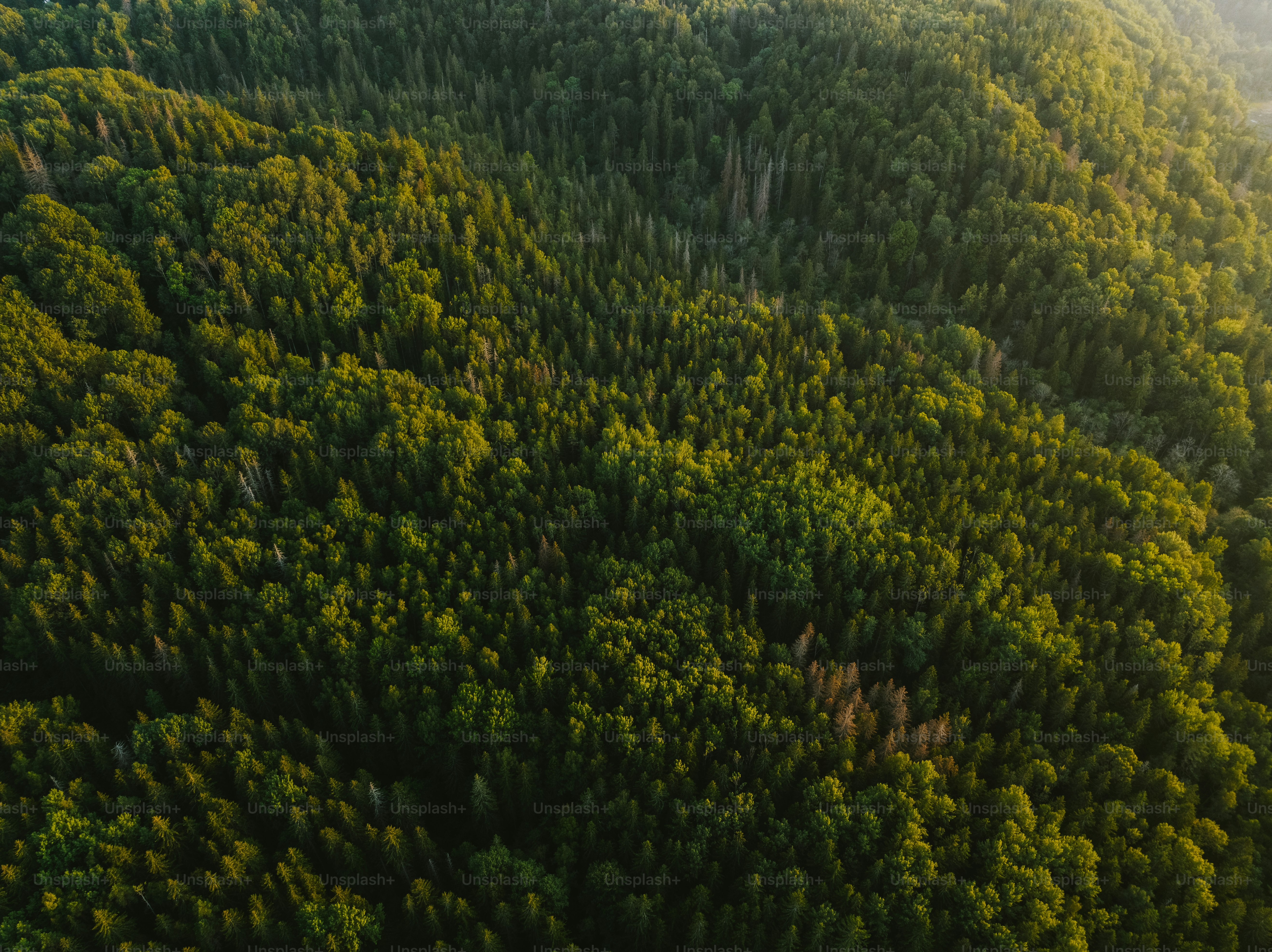 An aerial view of a forest with lots of trees photo – Aerial Image on ...