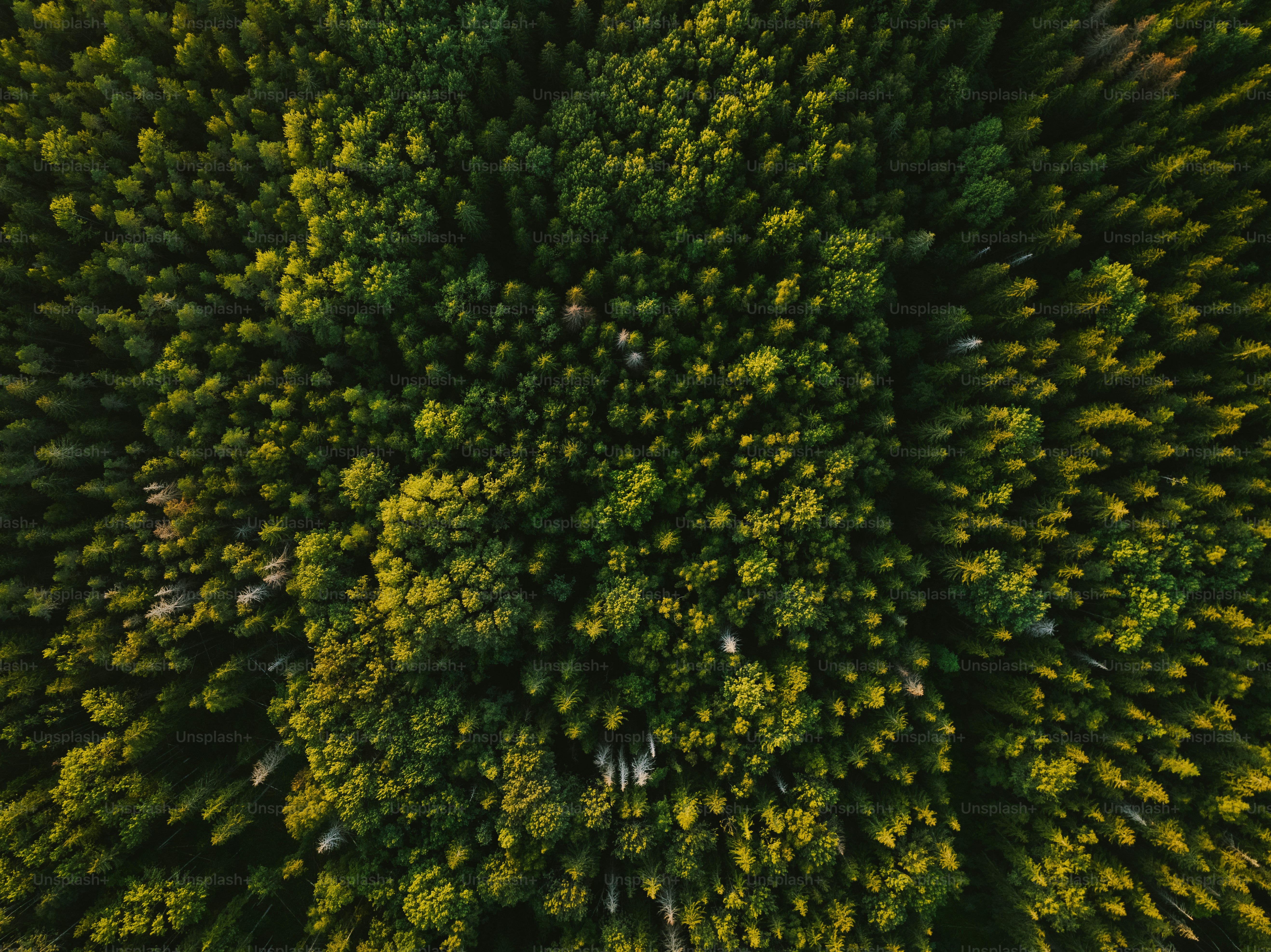 An aerial view of a forest with lots of trees photo – Forest Image on ...