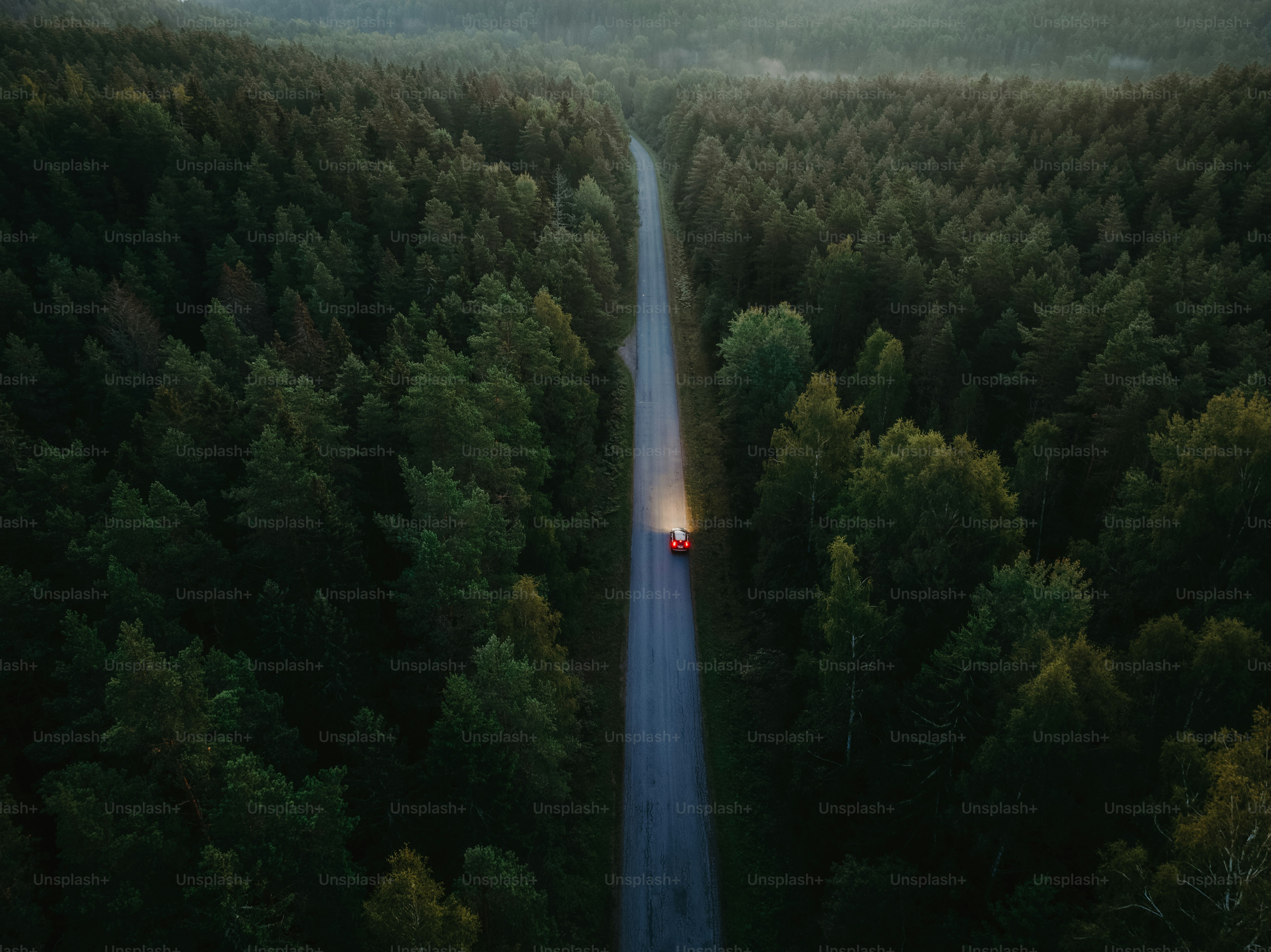 Une voiture roulant sur une route au milieu d’une forêt photo ...