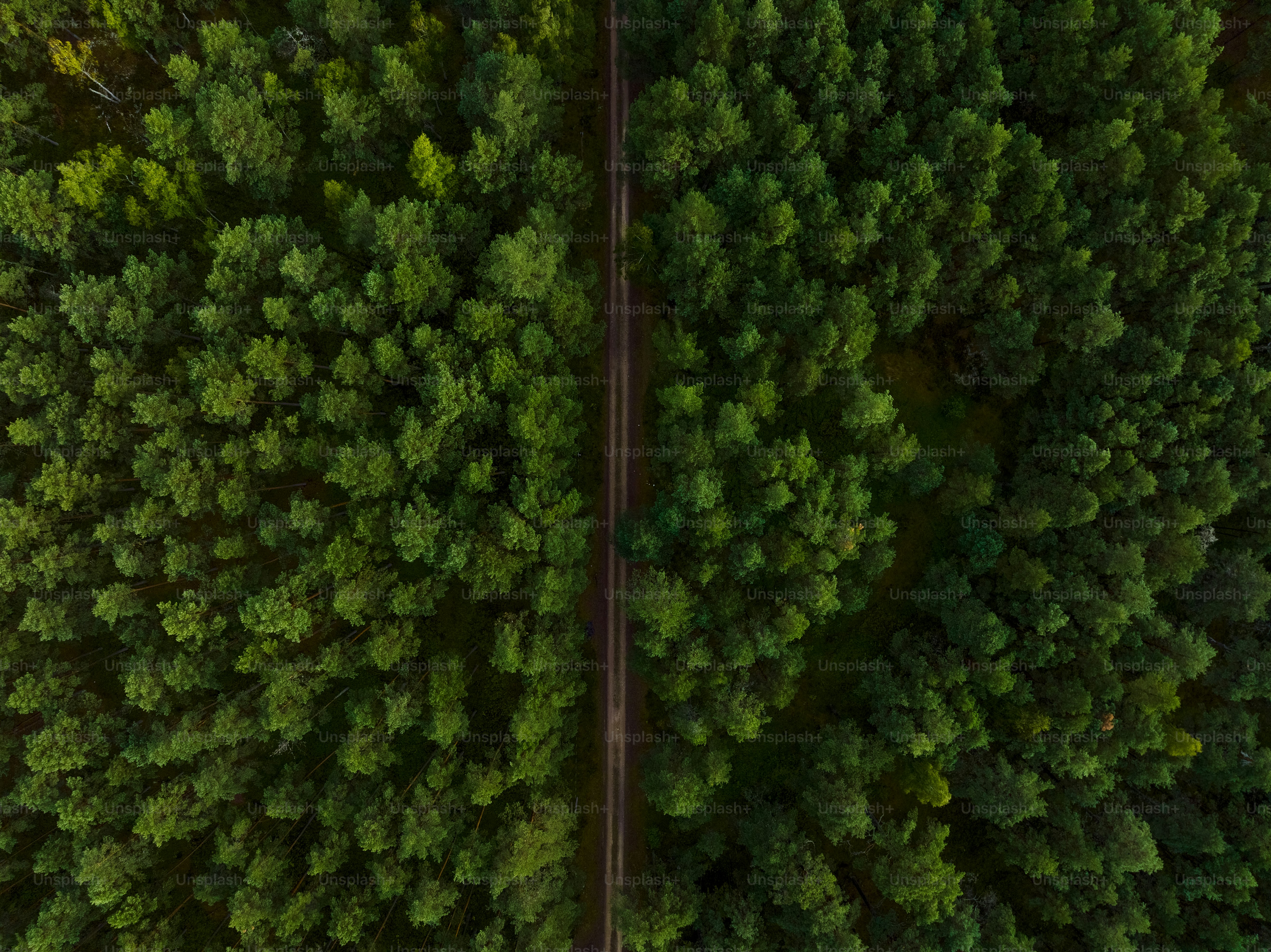 Eine Luftaufnahme einer Straße mitten in einem Wald Foto – Bild zum ...