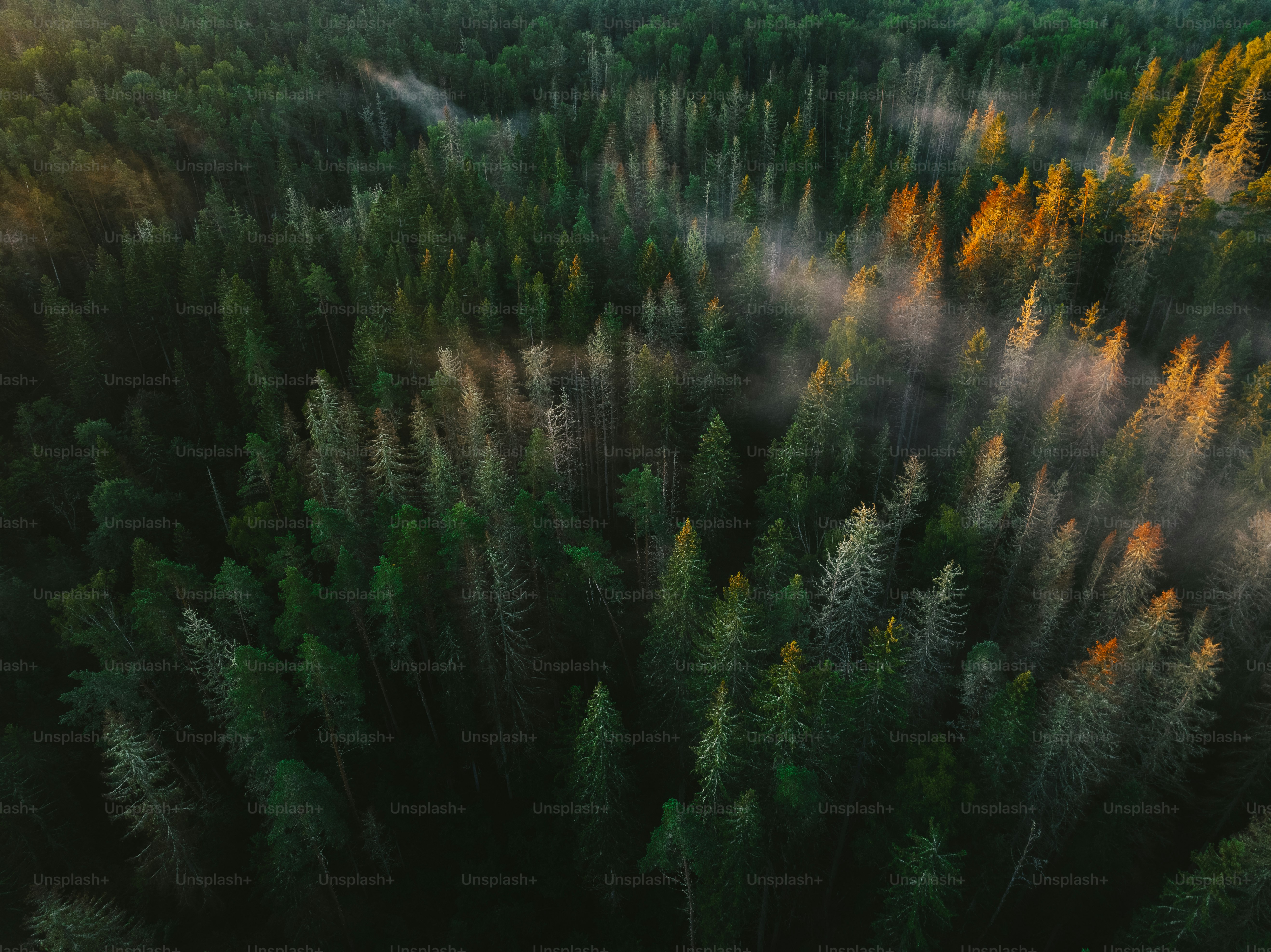 An aerial view of a forest with a lot of trees photo – Forest Image on ...