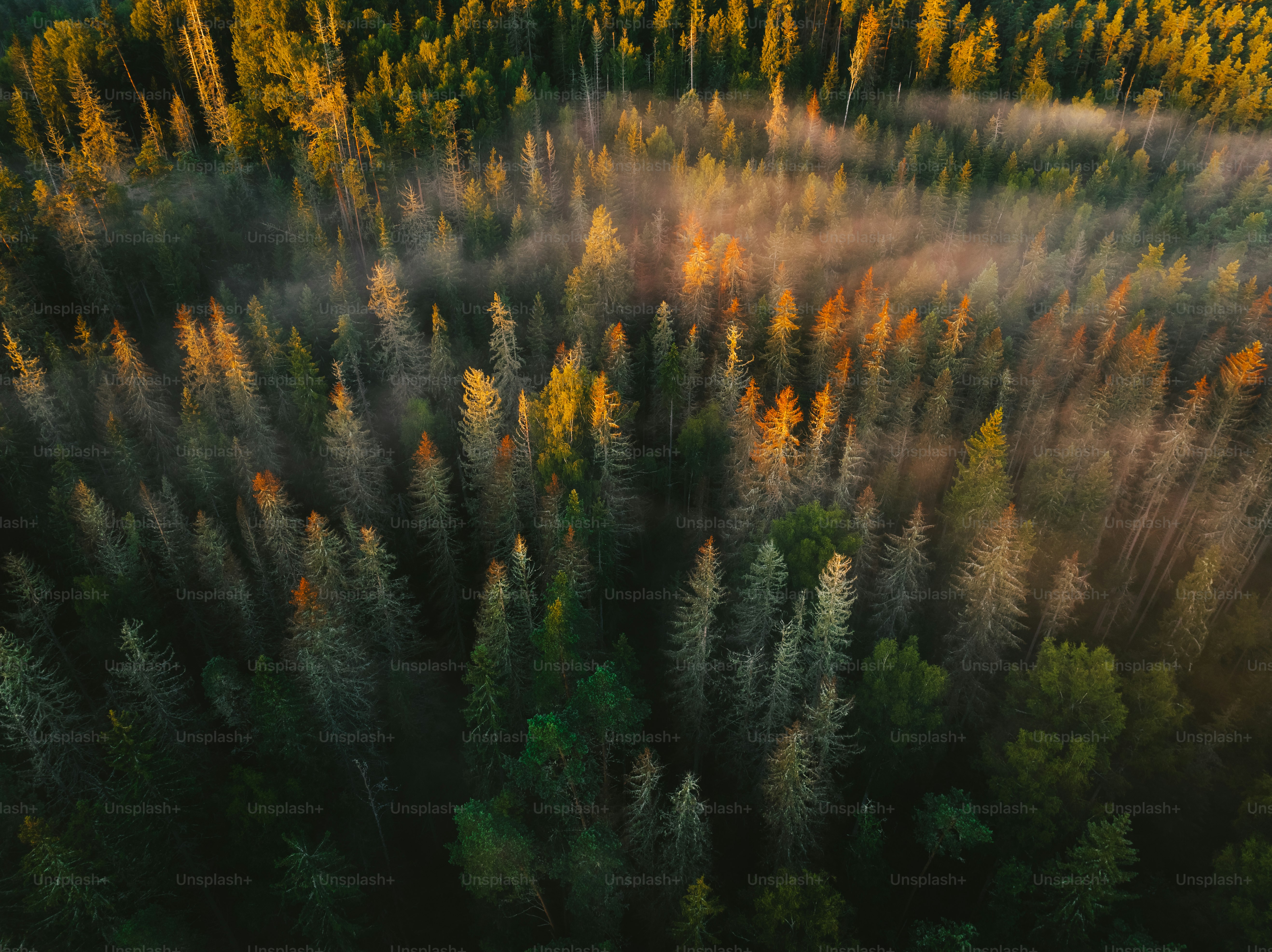 An aerial view of a forest with a lot of trees photo – Environment ...