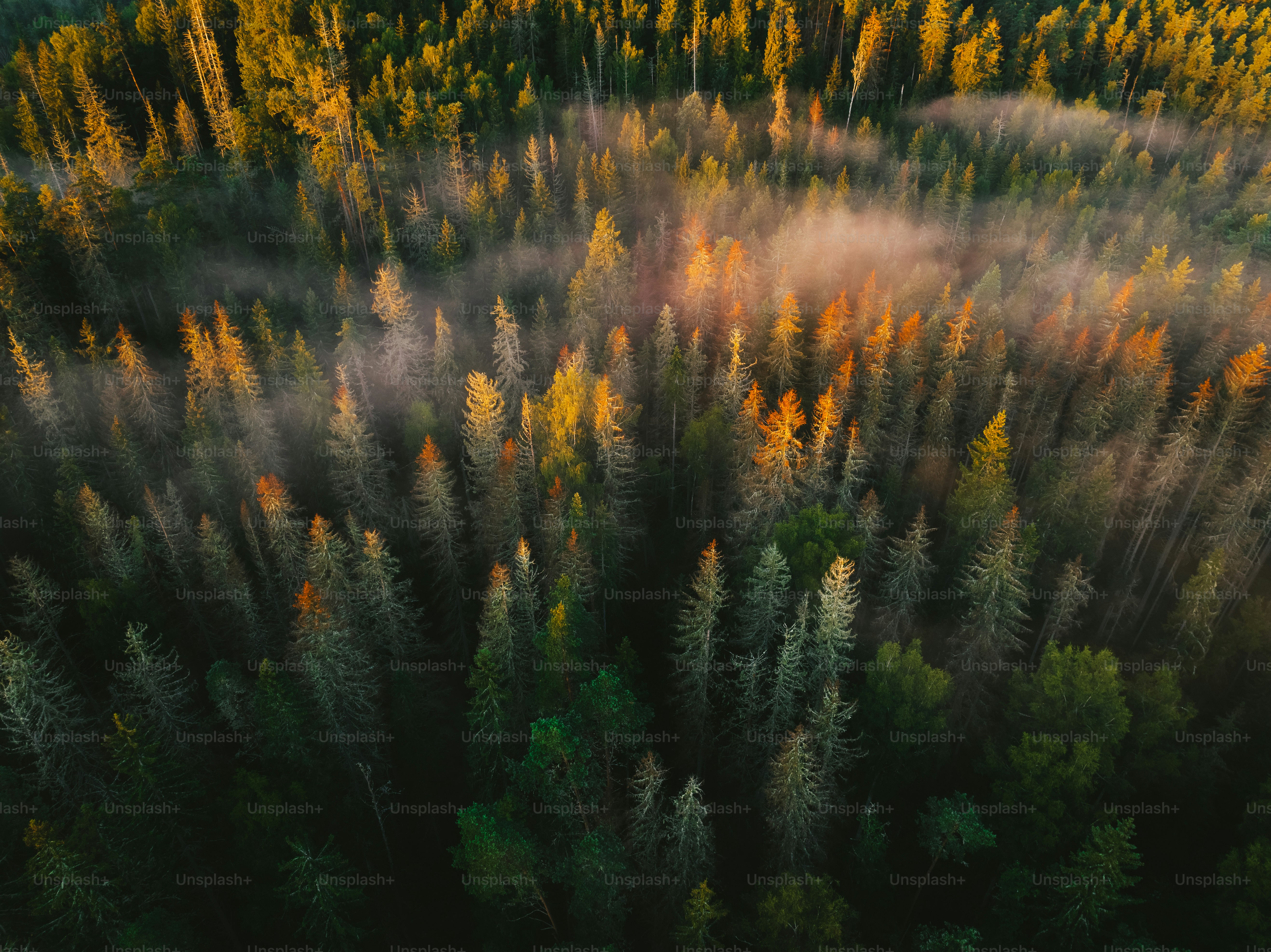 An aerial view of a forest with a lot of trees photo – Forest Image on ...