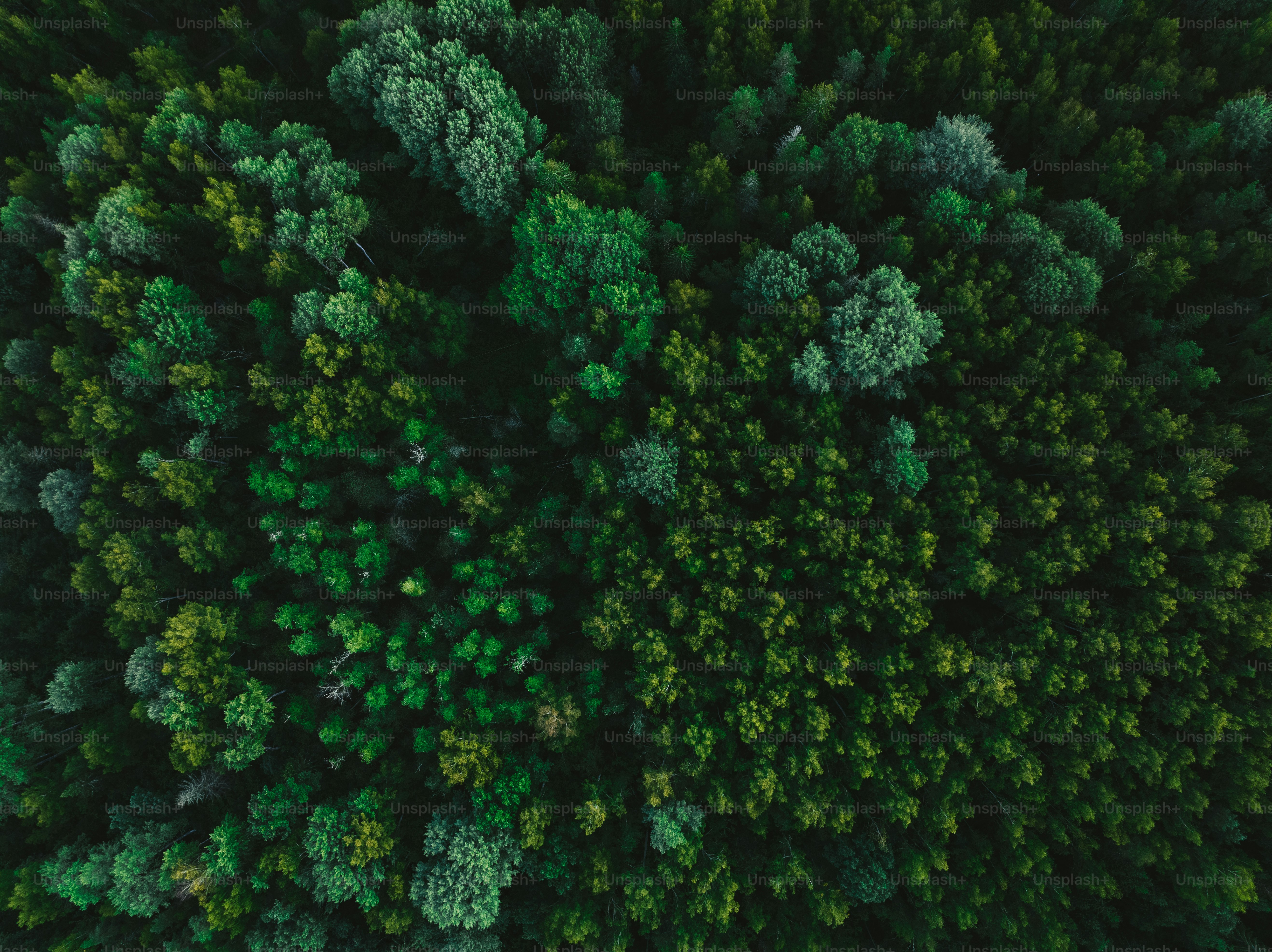 An aerial view of a forest with lots of trees photo – Forest top view ...