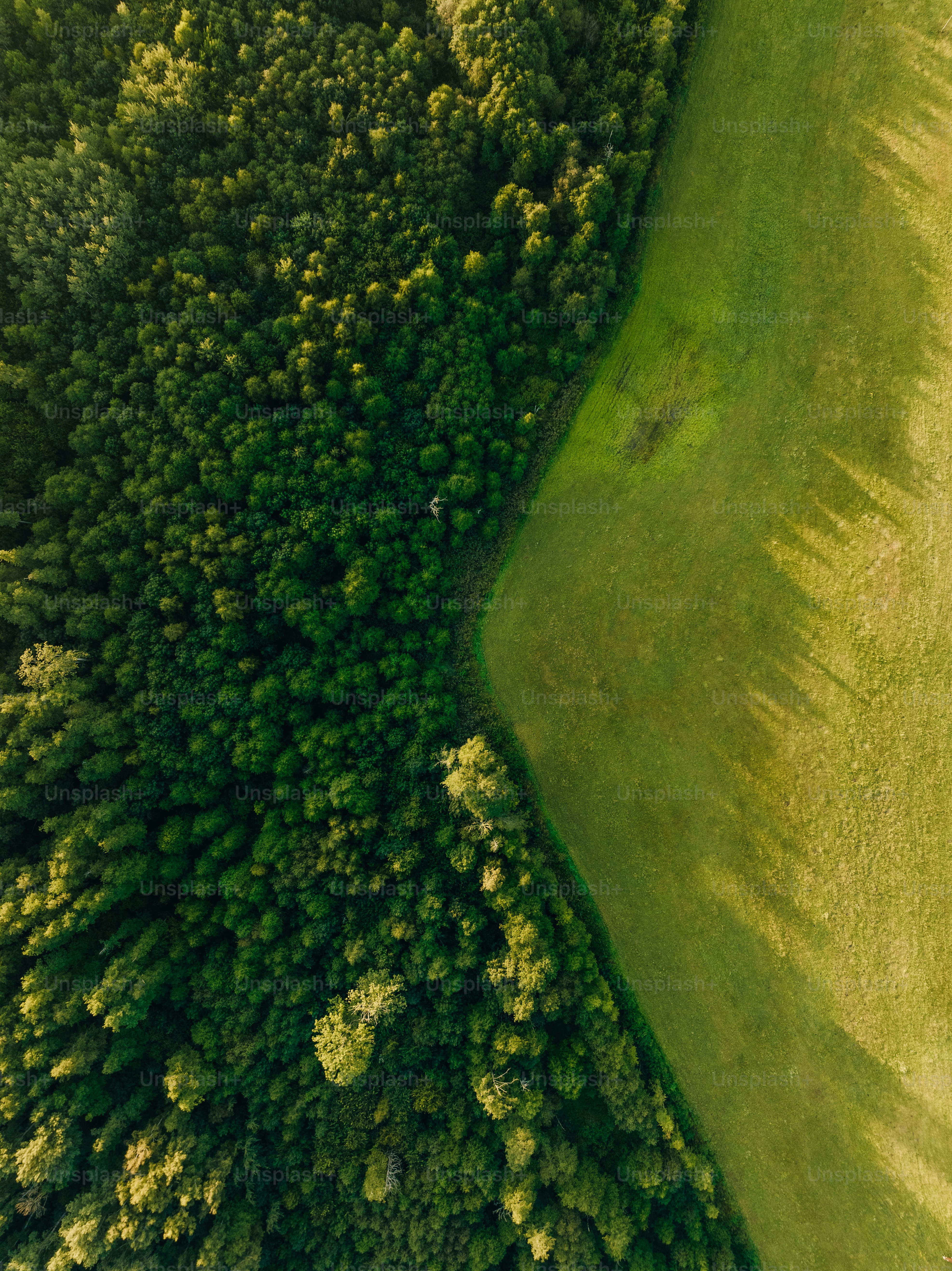 An aerial view of a lush green field photo – Forest Image on Unsplash