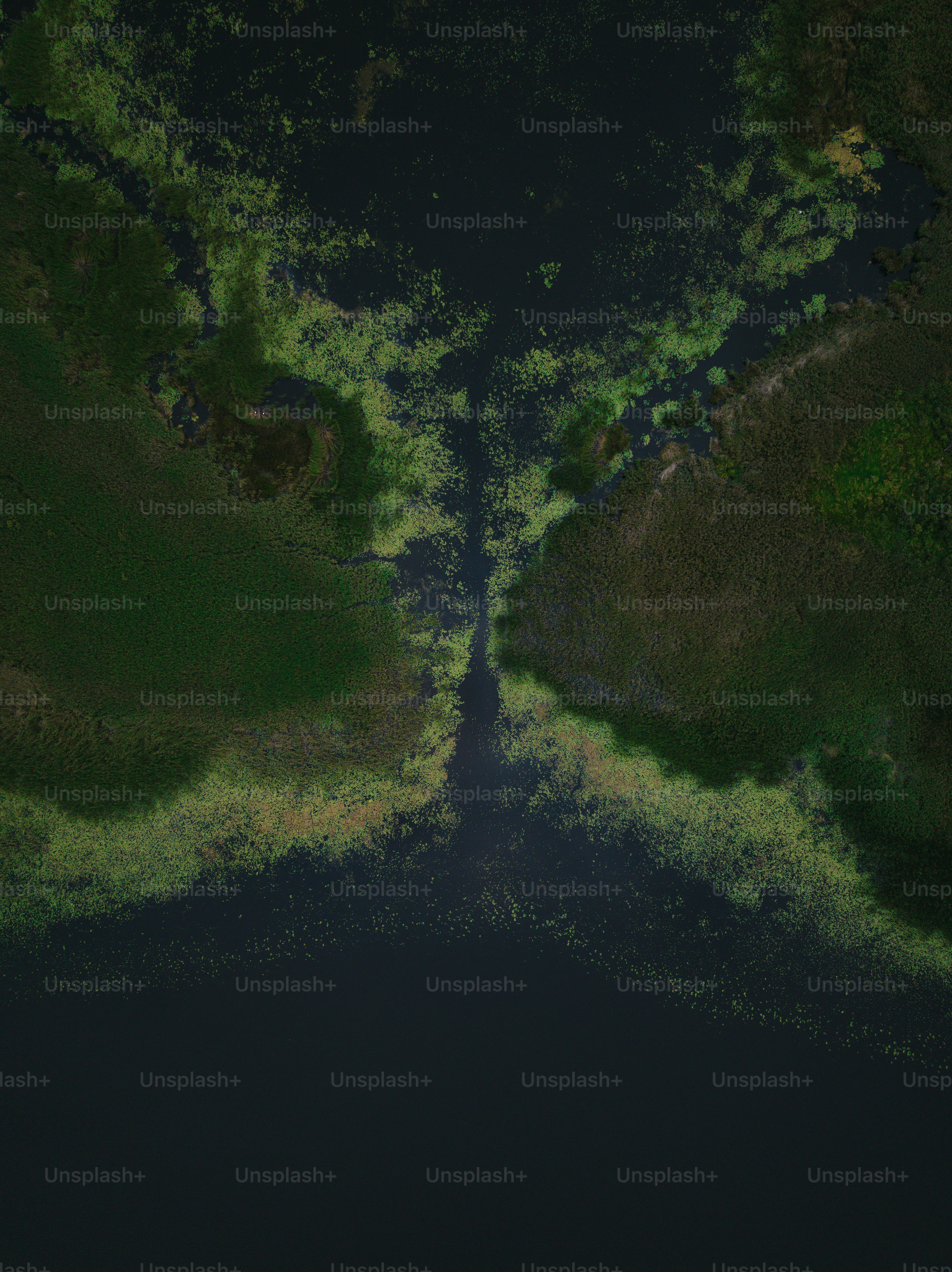 An aerial view of a lush green field photo – Forest Image on Unsplash