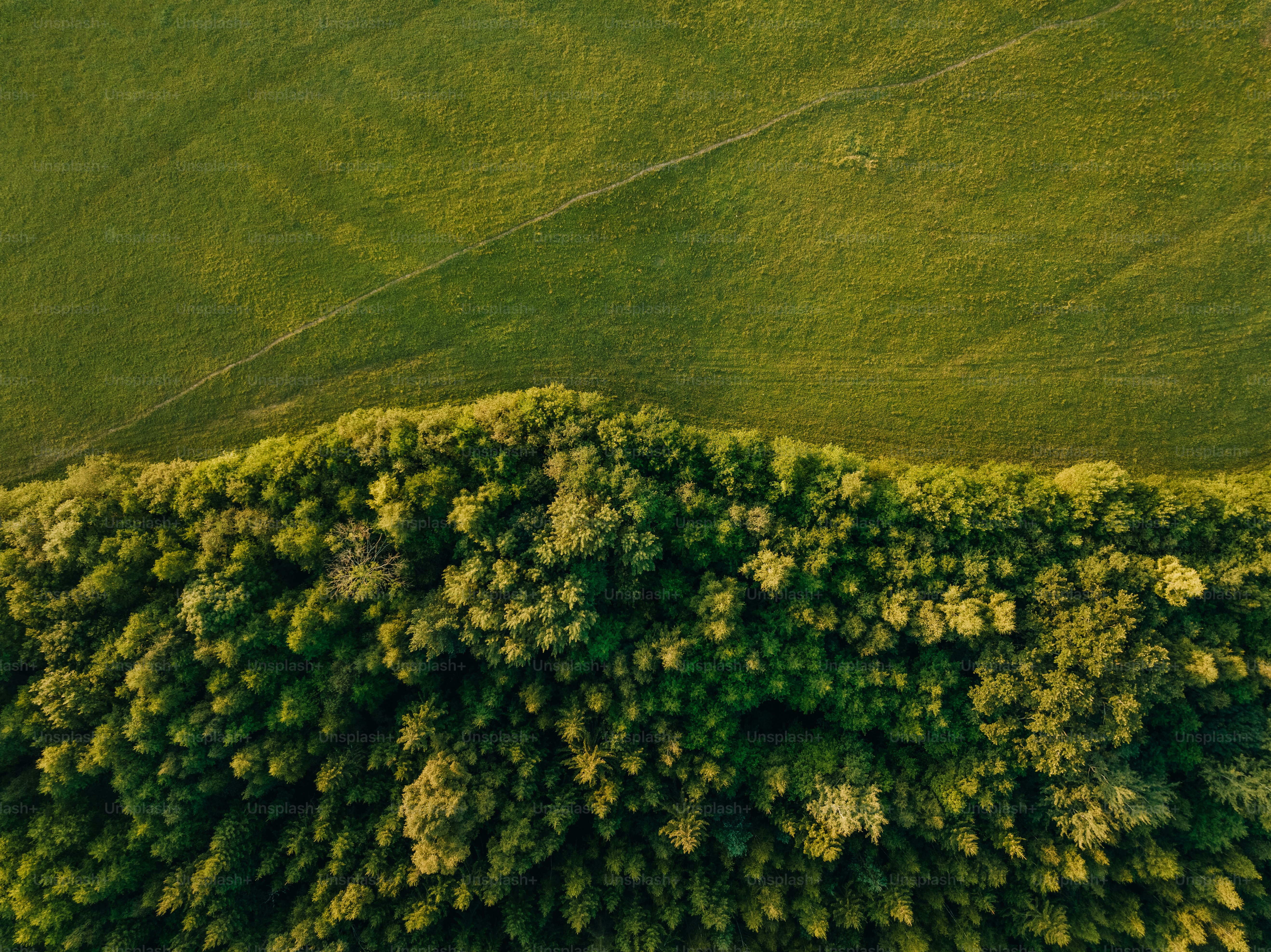An aerial view of a lush green field photo – Forest Image on Unsplash