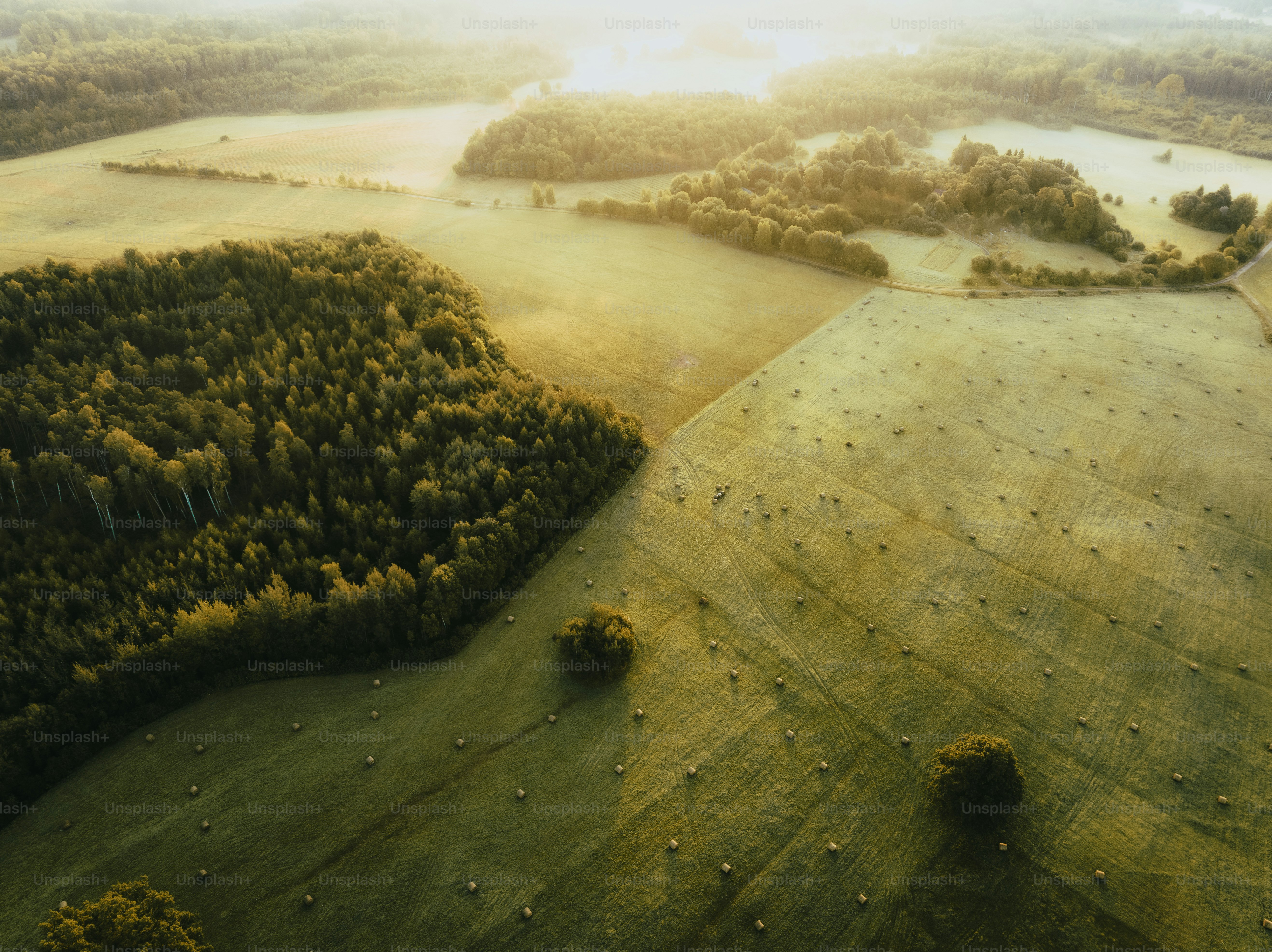 An aerial view of a large field with trees photo – Sunlight Image on ...