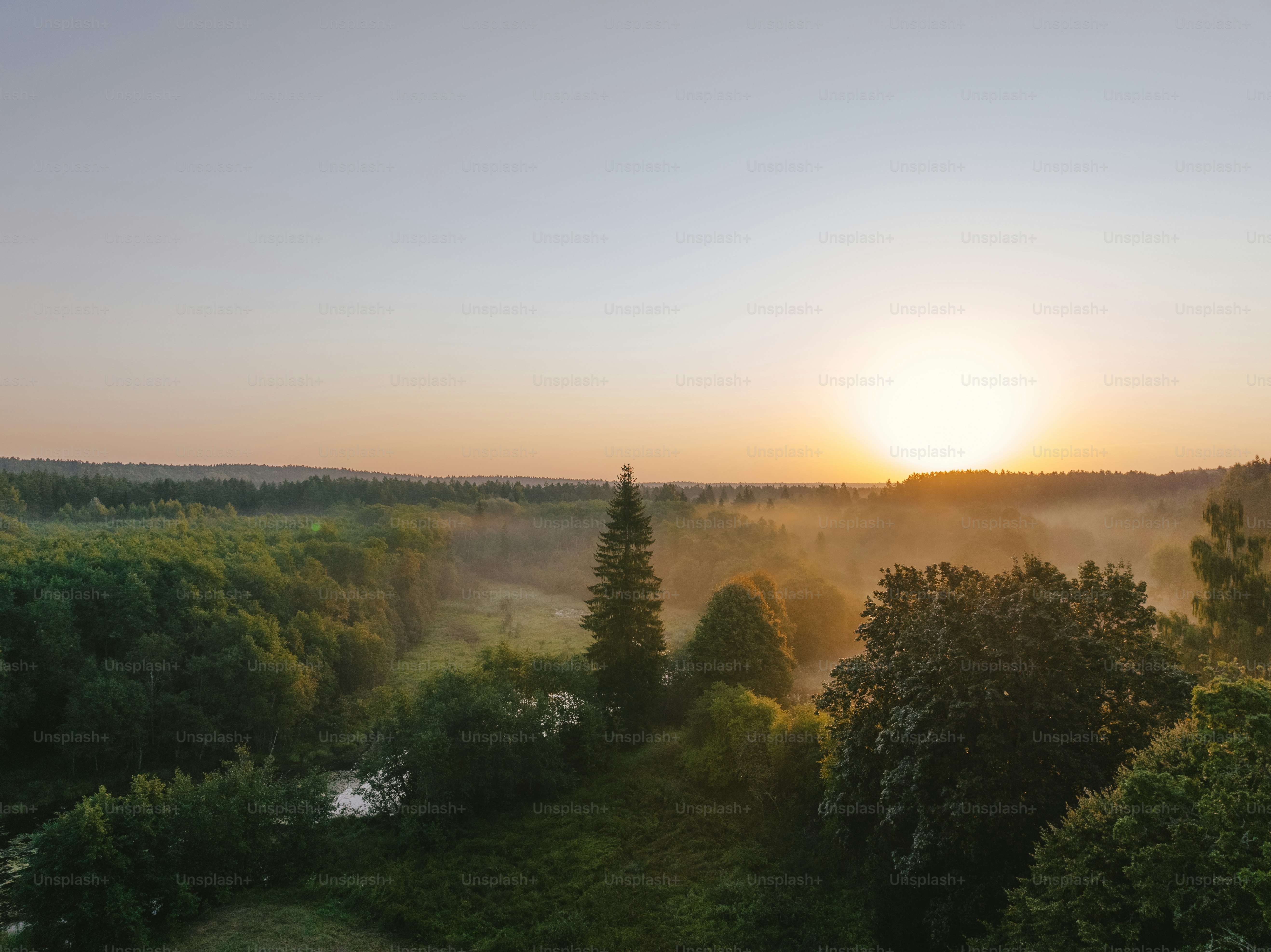 The sun is setting over the trees in the forest photo – Forest Image on ...