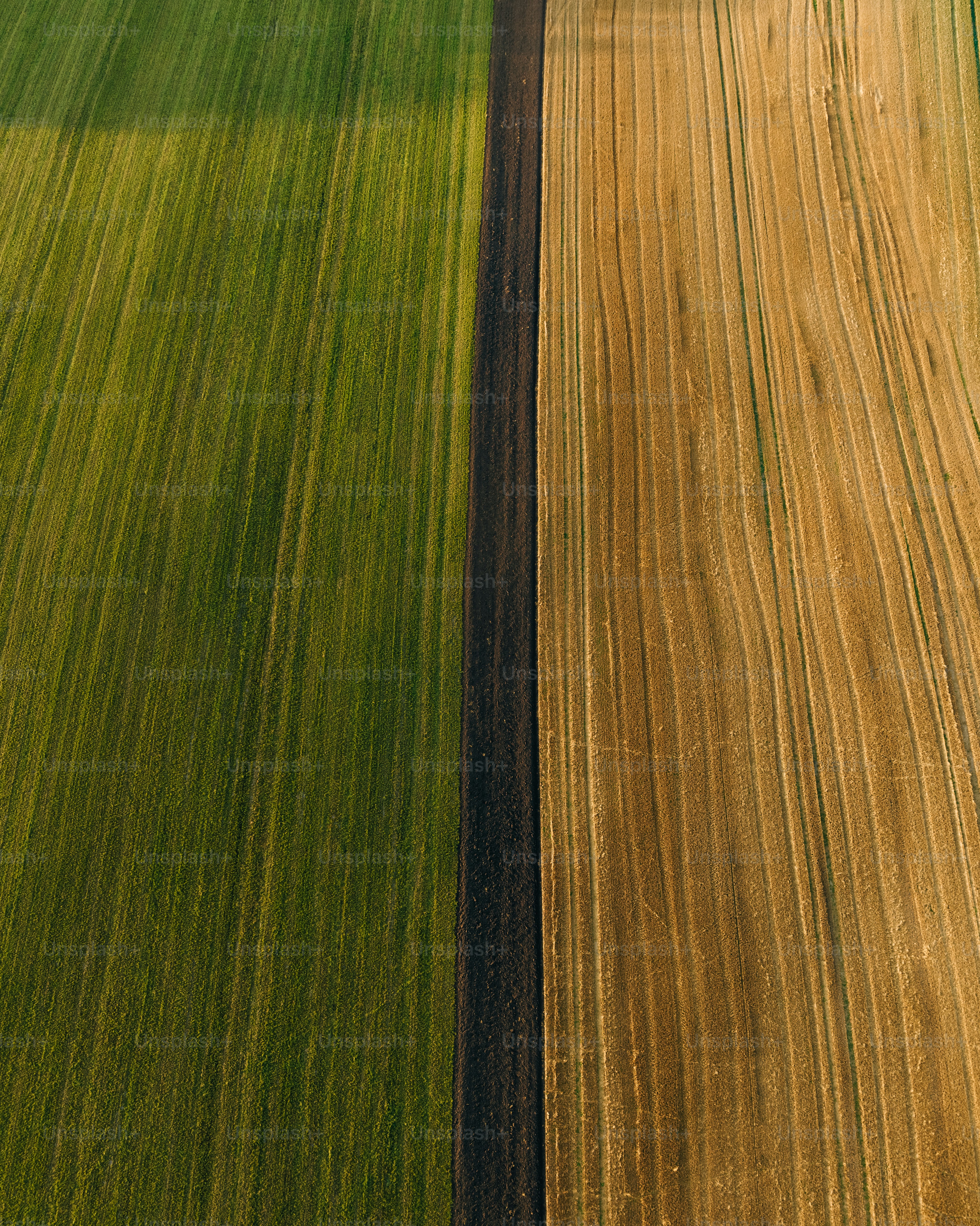An aerial view of a farm field with two rows of green grass photo ...