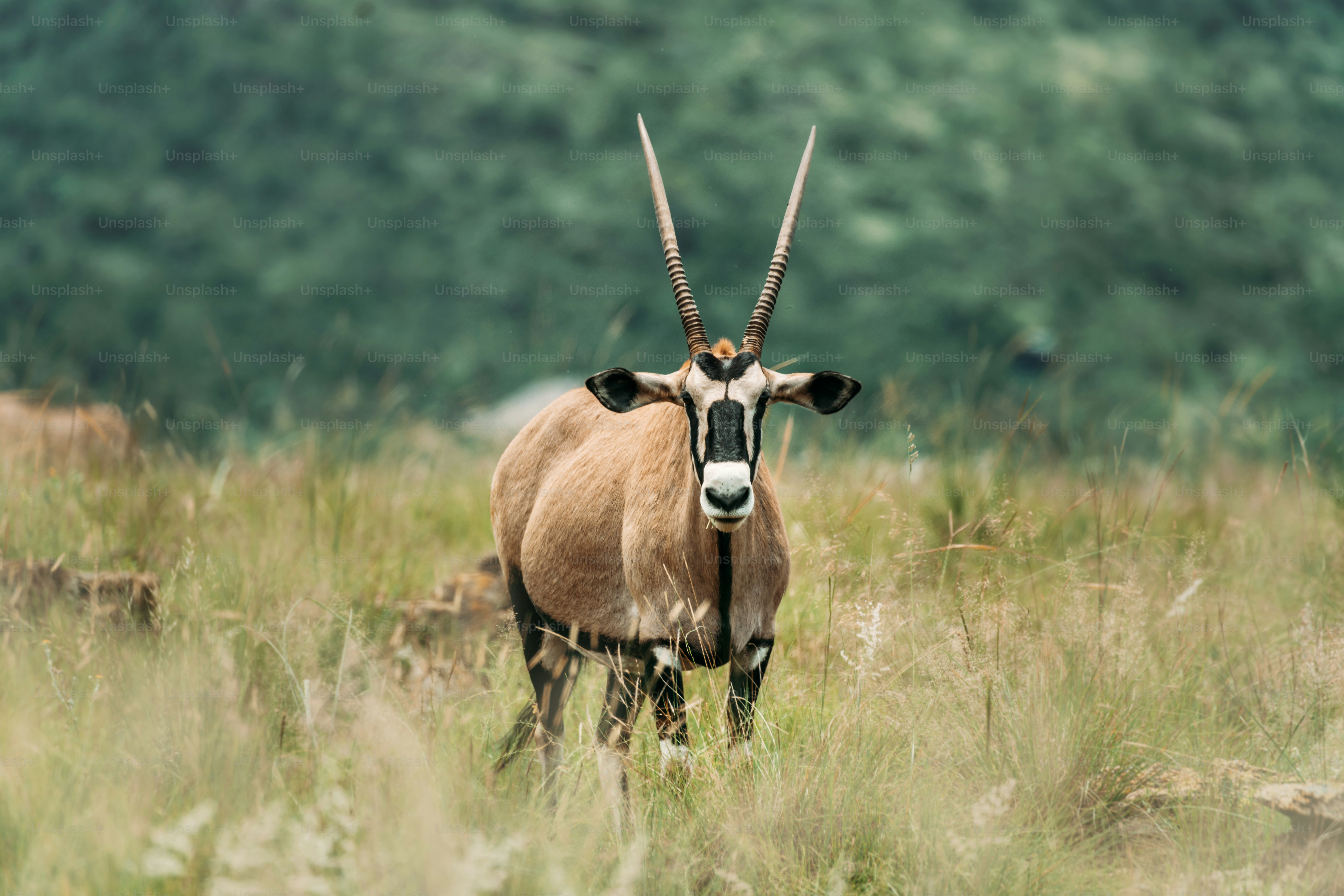 Oryx Pictures | Download Free Images on Unsplash