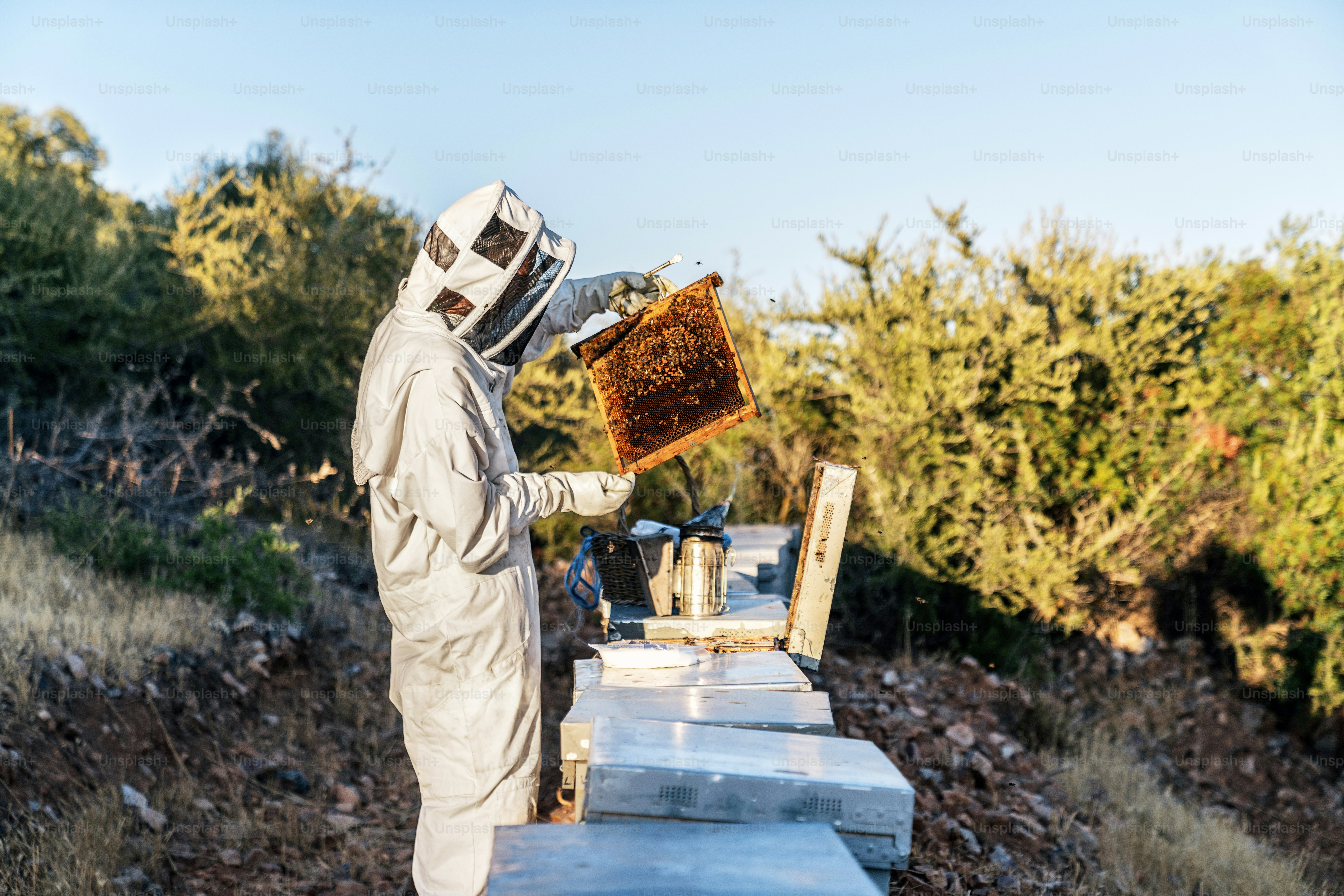 Beekeeper working collect honey. Beekeeping concept photo – Honey bee ...