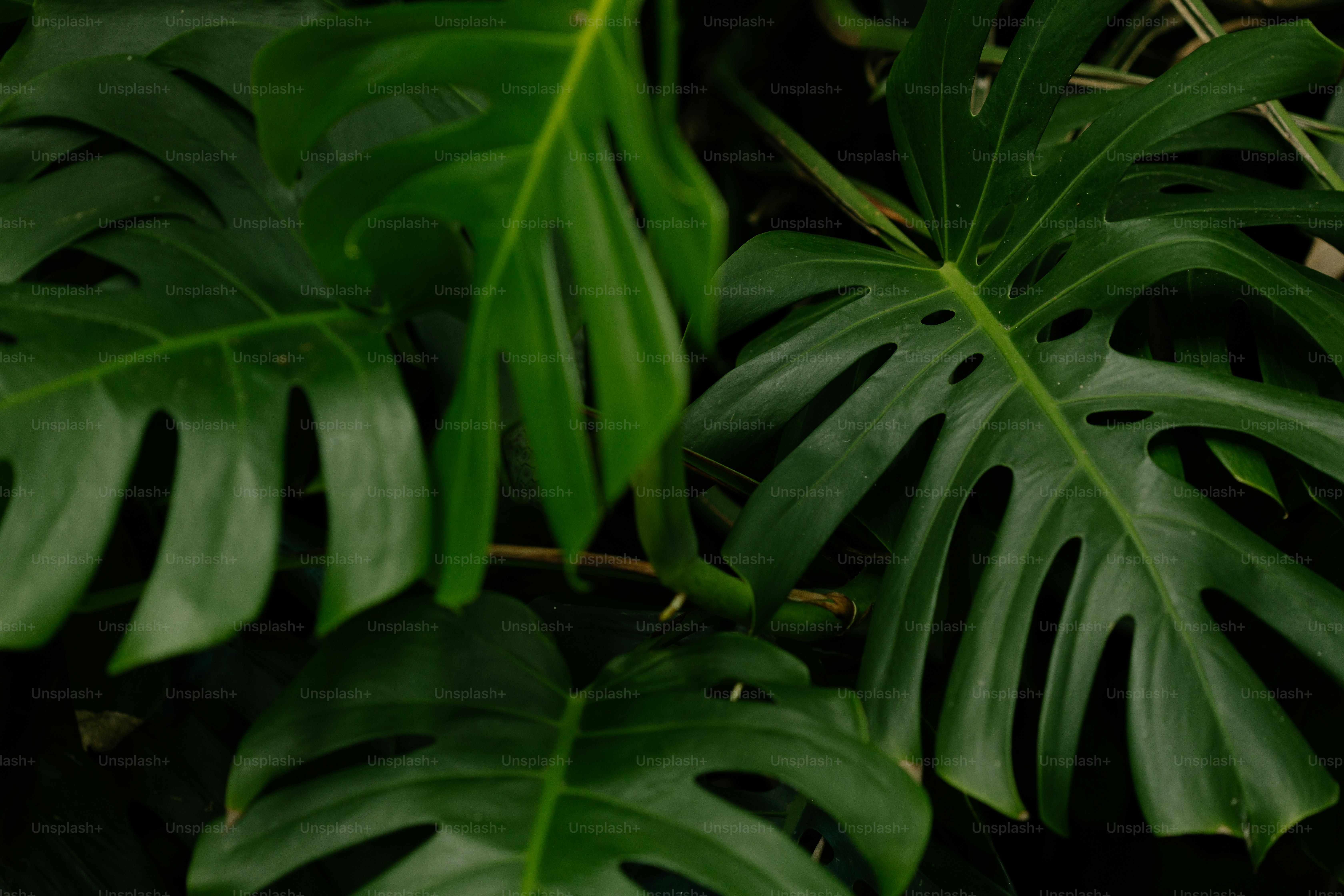 A close up of a large green leafy plant photo – Background Image on ...