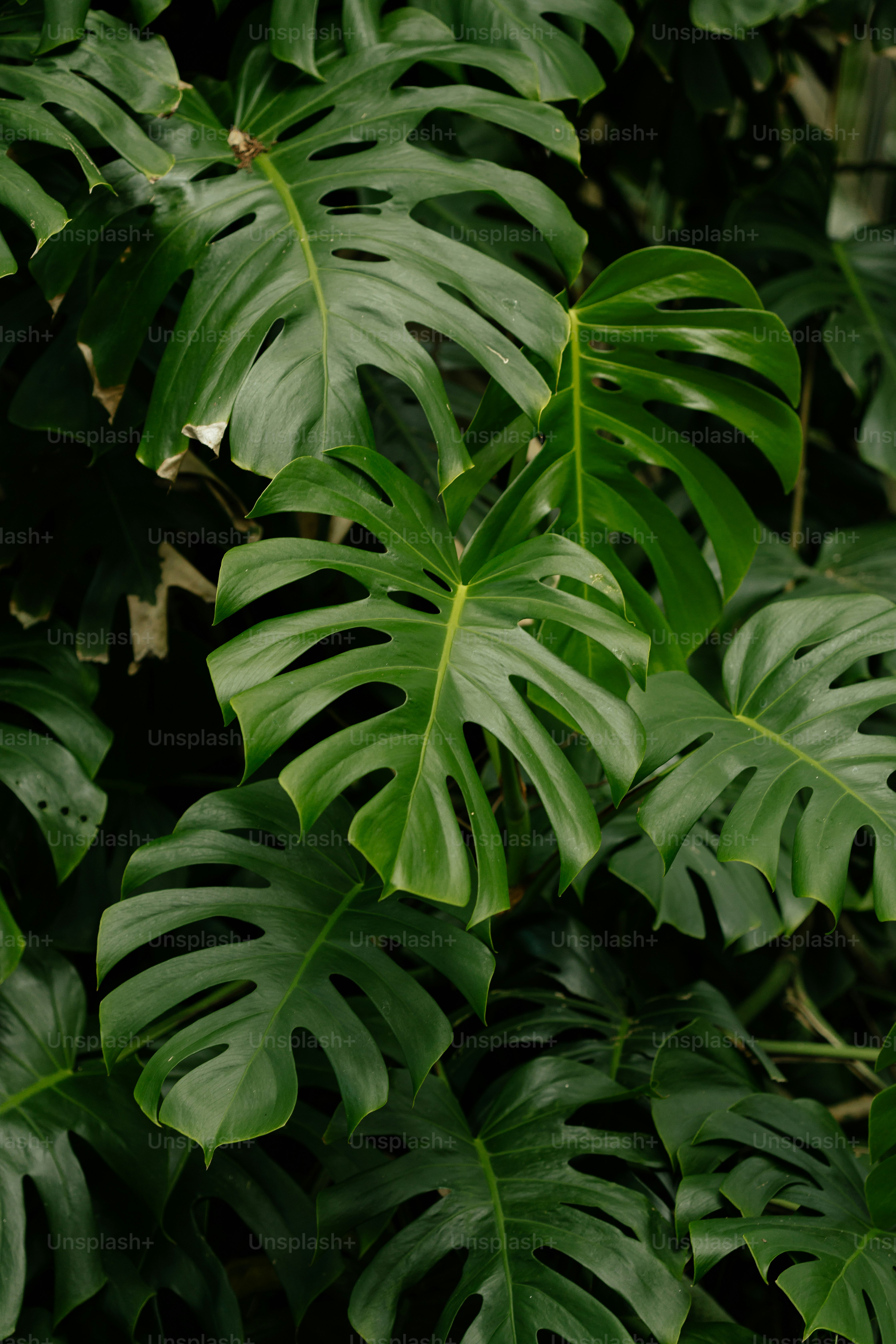 A close up of a large green leafy plant photo – Background Image on ...