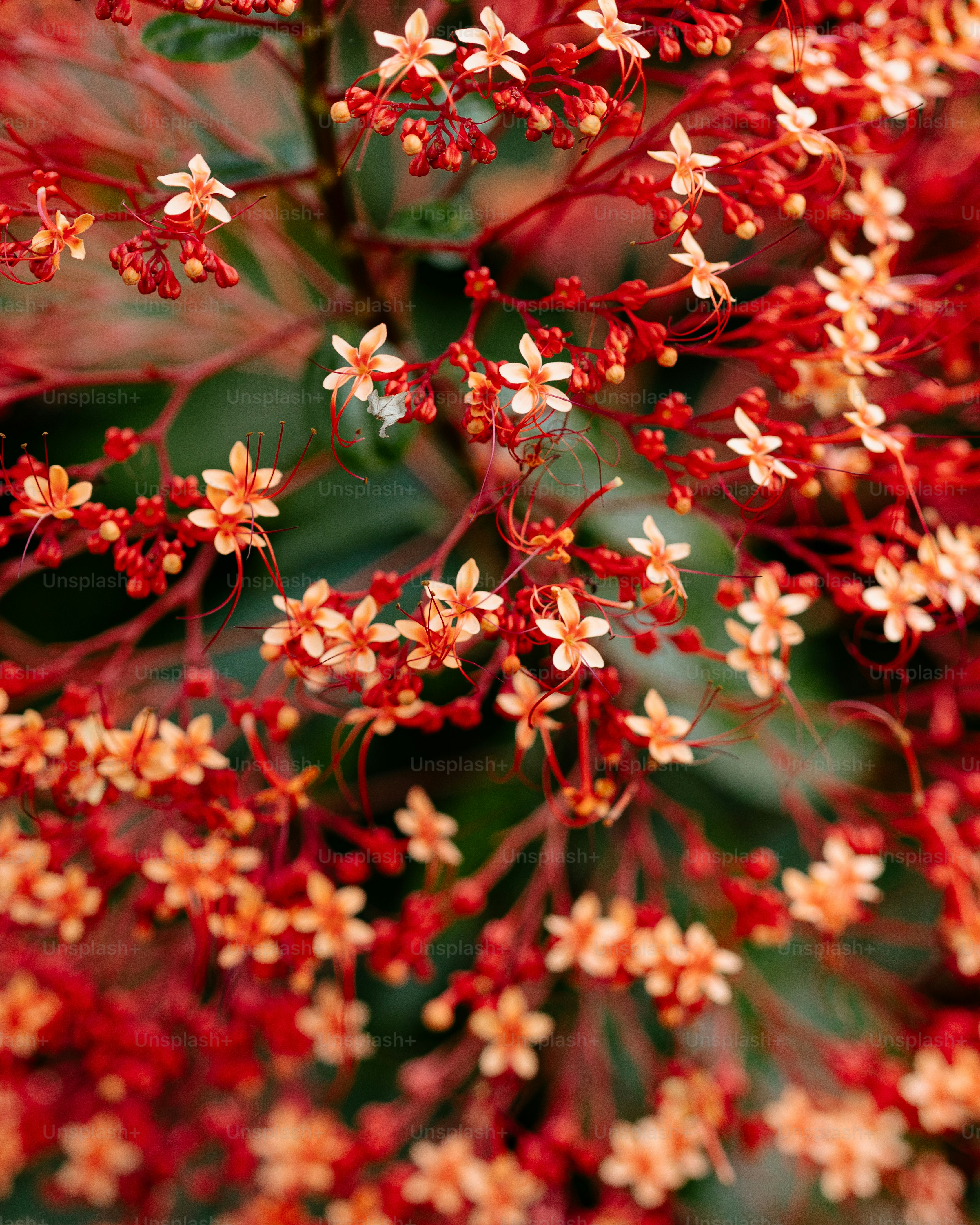 Gros plan d’un bouquet de fleurs rouges photo – Fleur unique Photo sur ...
