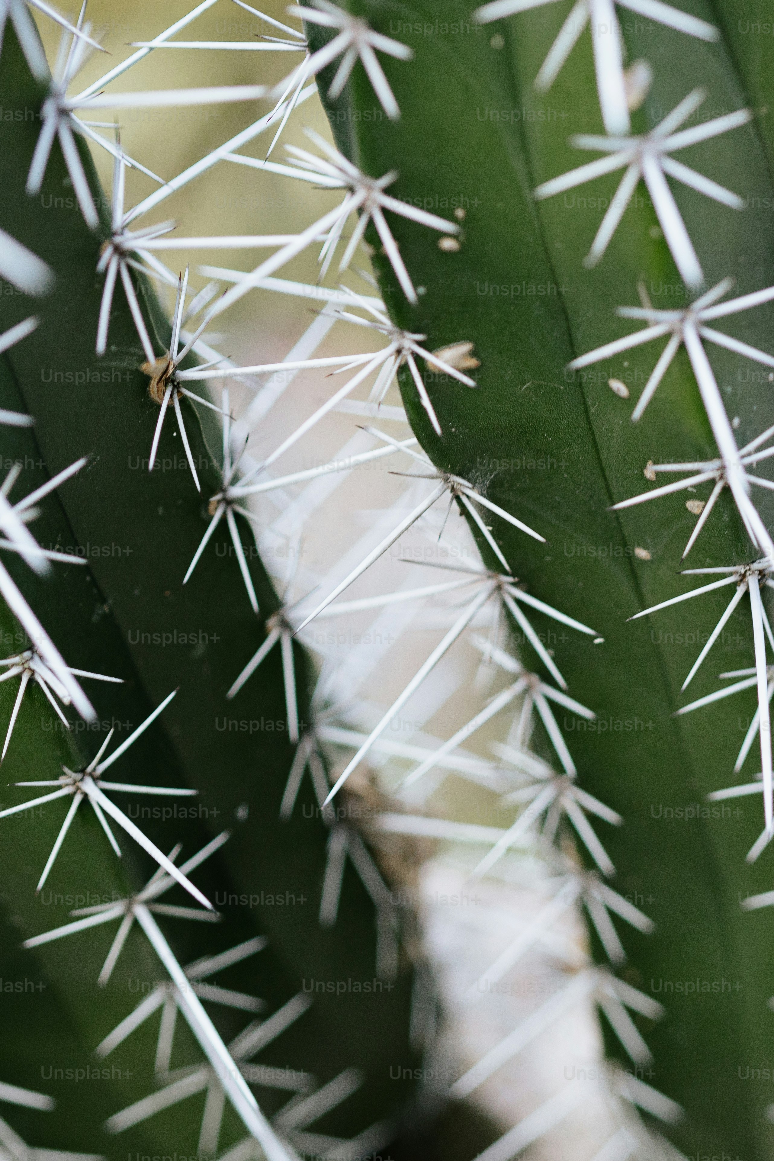 Cacti Pictures | Download Free Images on Unsplash