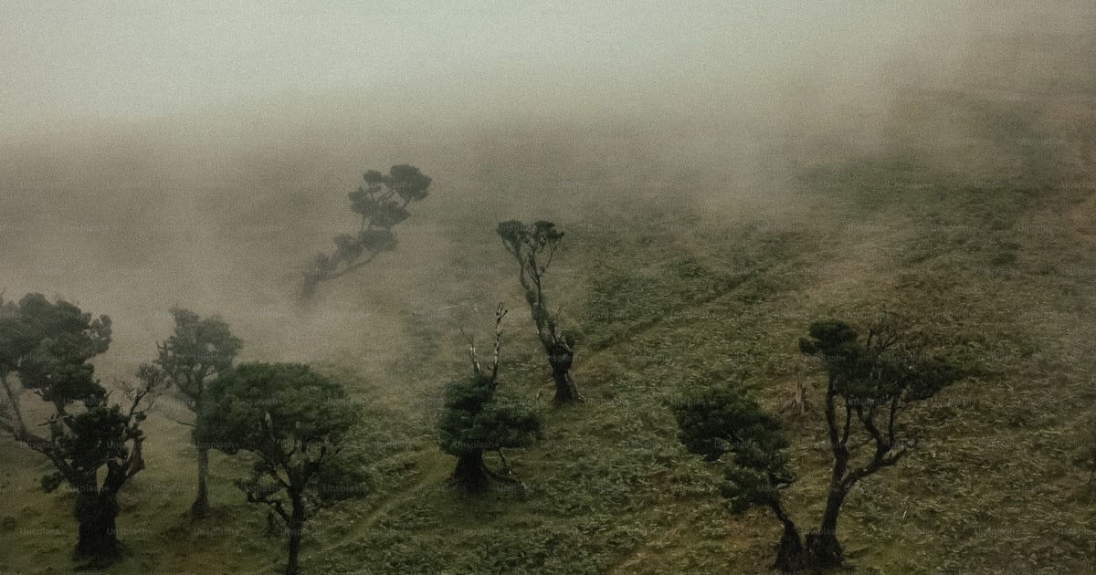 안개로 뒤덮인 언덕 위의 나무 무리 사진 Unsplash의 무디 그린 라이트룸 Moody Green Lightroom 이미지