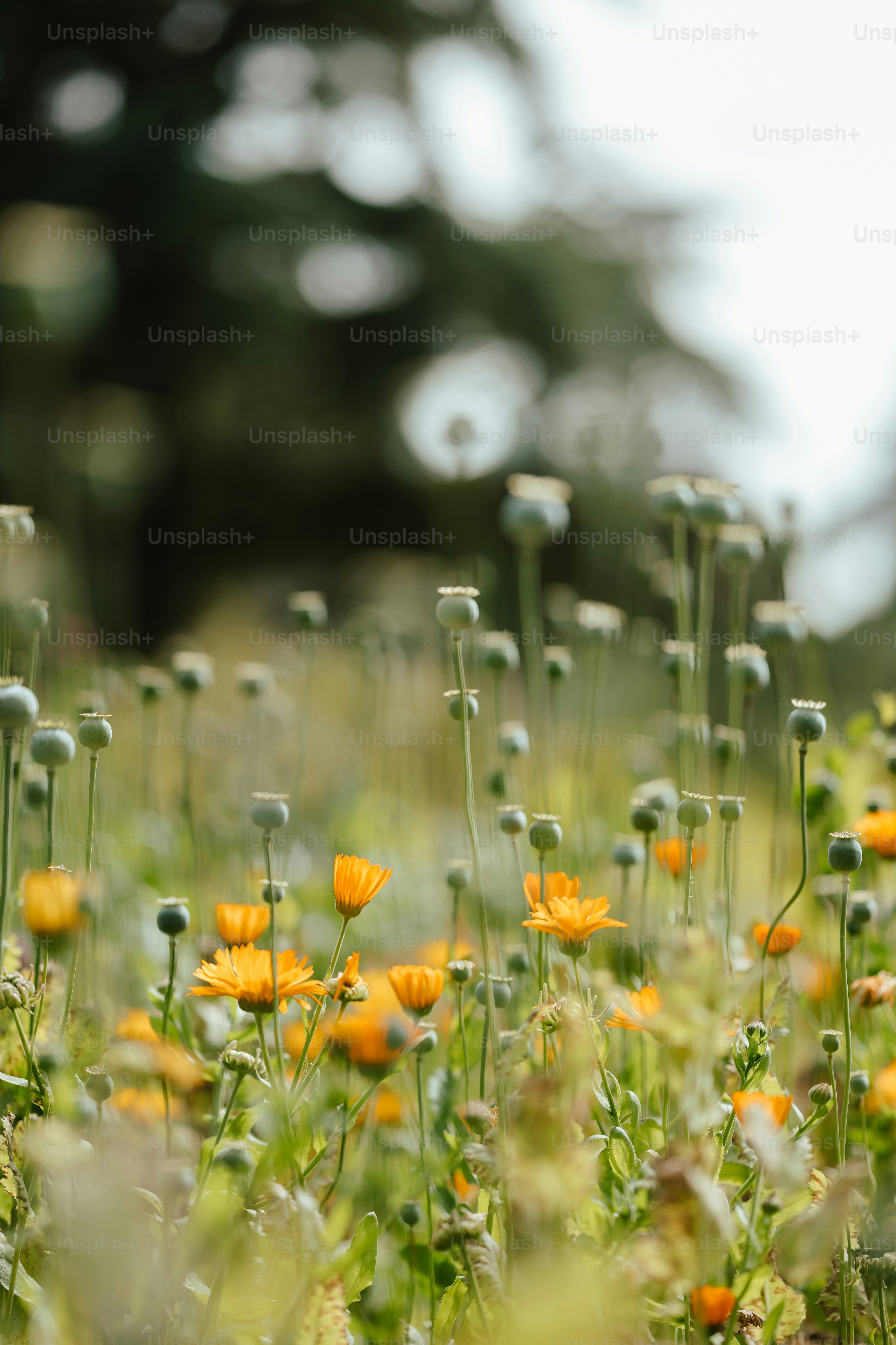 500+ Poppy Pictures [HD] | Download Free Images on Unsplash