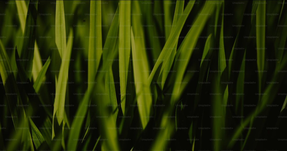 背景がぼやけた緑の草のクローズアップの写真 Unsplashの光合成の画像