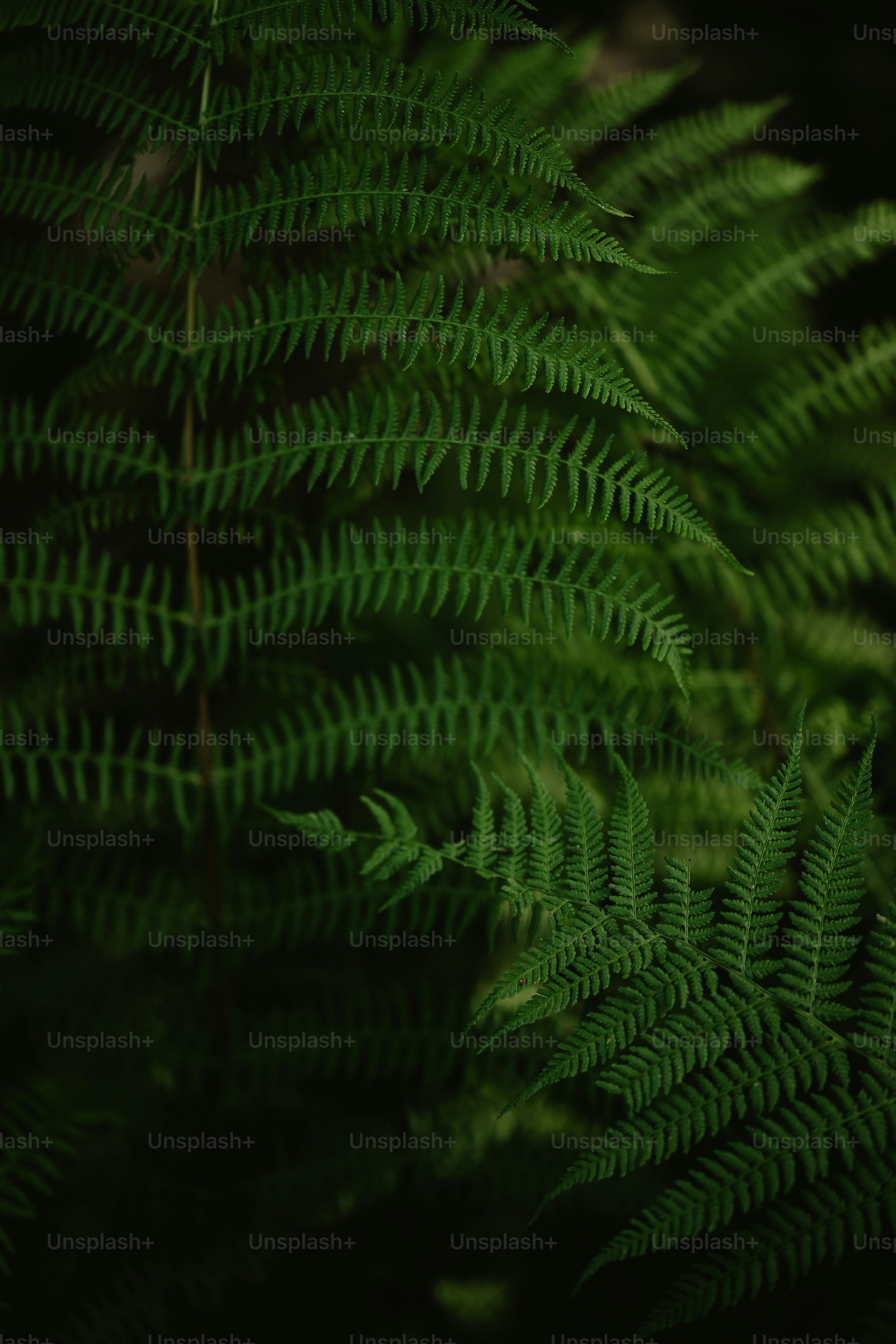 900+ Leaf Background Images: Download HD Backgrounds on Unsplash