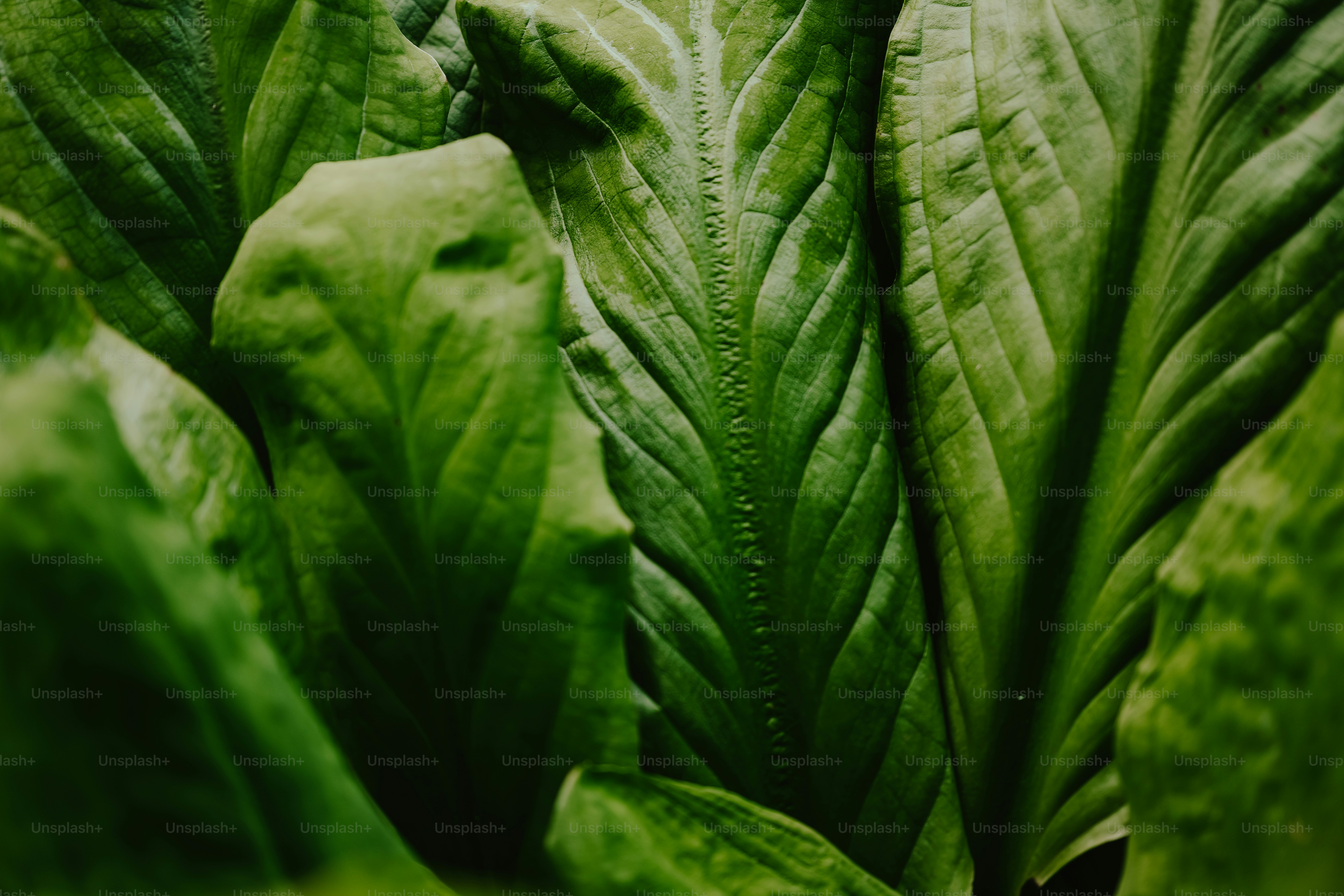 Leaves Wallpaper Pictures | Download Free Images on Unsplash