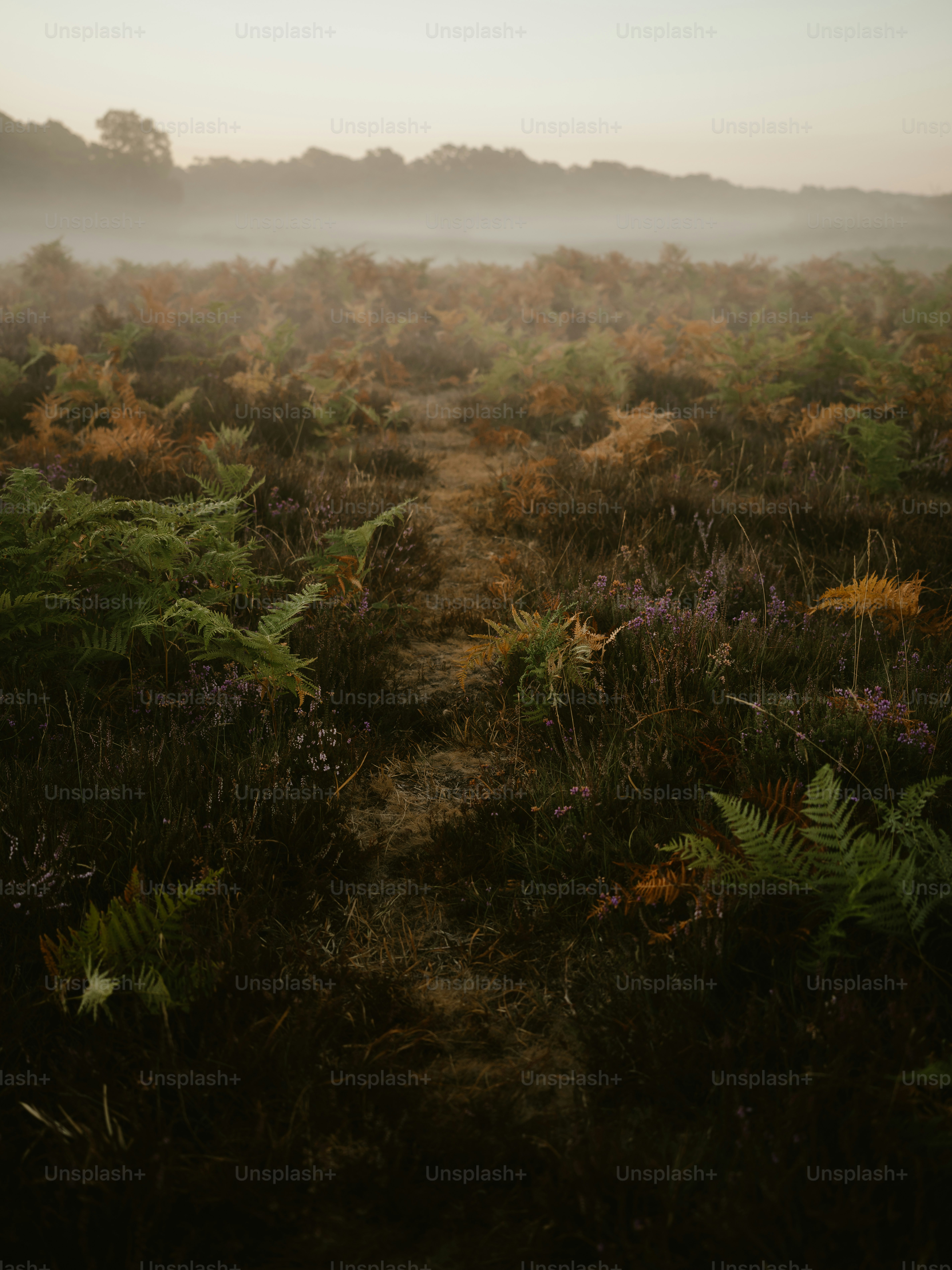 A dirt path in a field with trees in the background photo – Grass ...