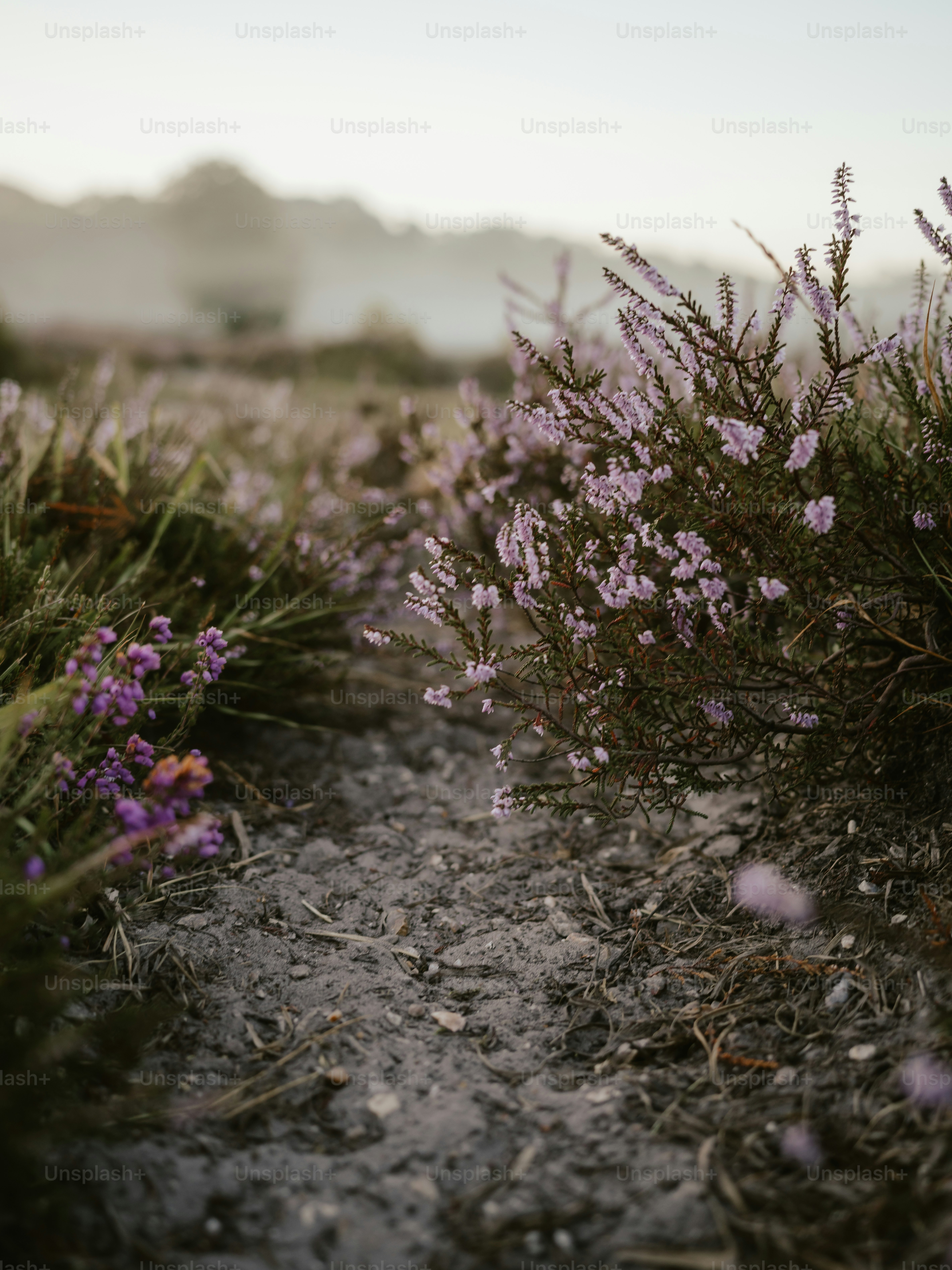 A dirt path in a field with trees in the background photo – Nature ...