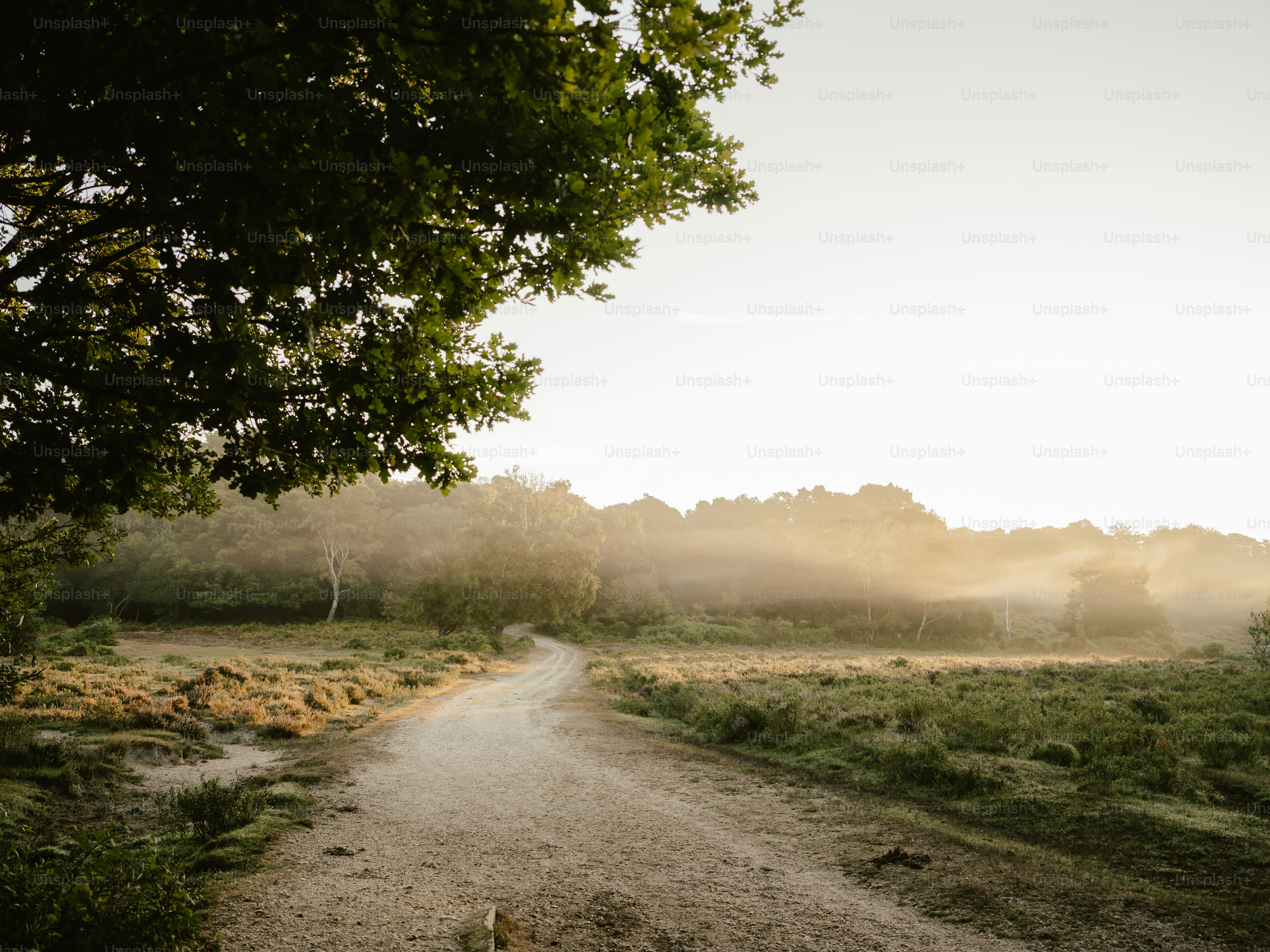 Grazing Pictures | Download Free Images on Unsplash