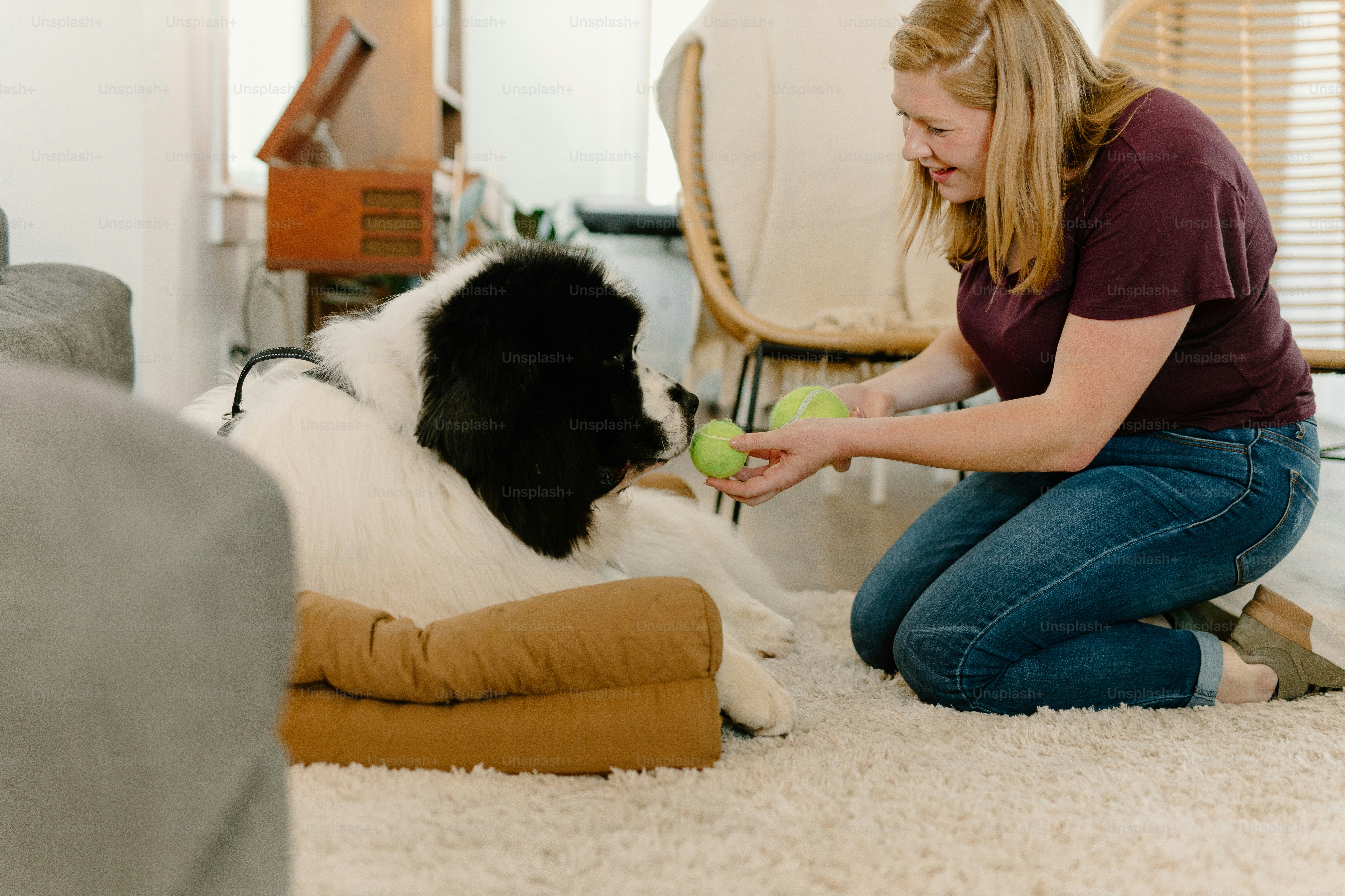 A woman feeding a dog a green ball photo – Dog Image on Unsplash