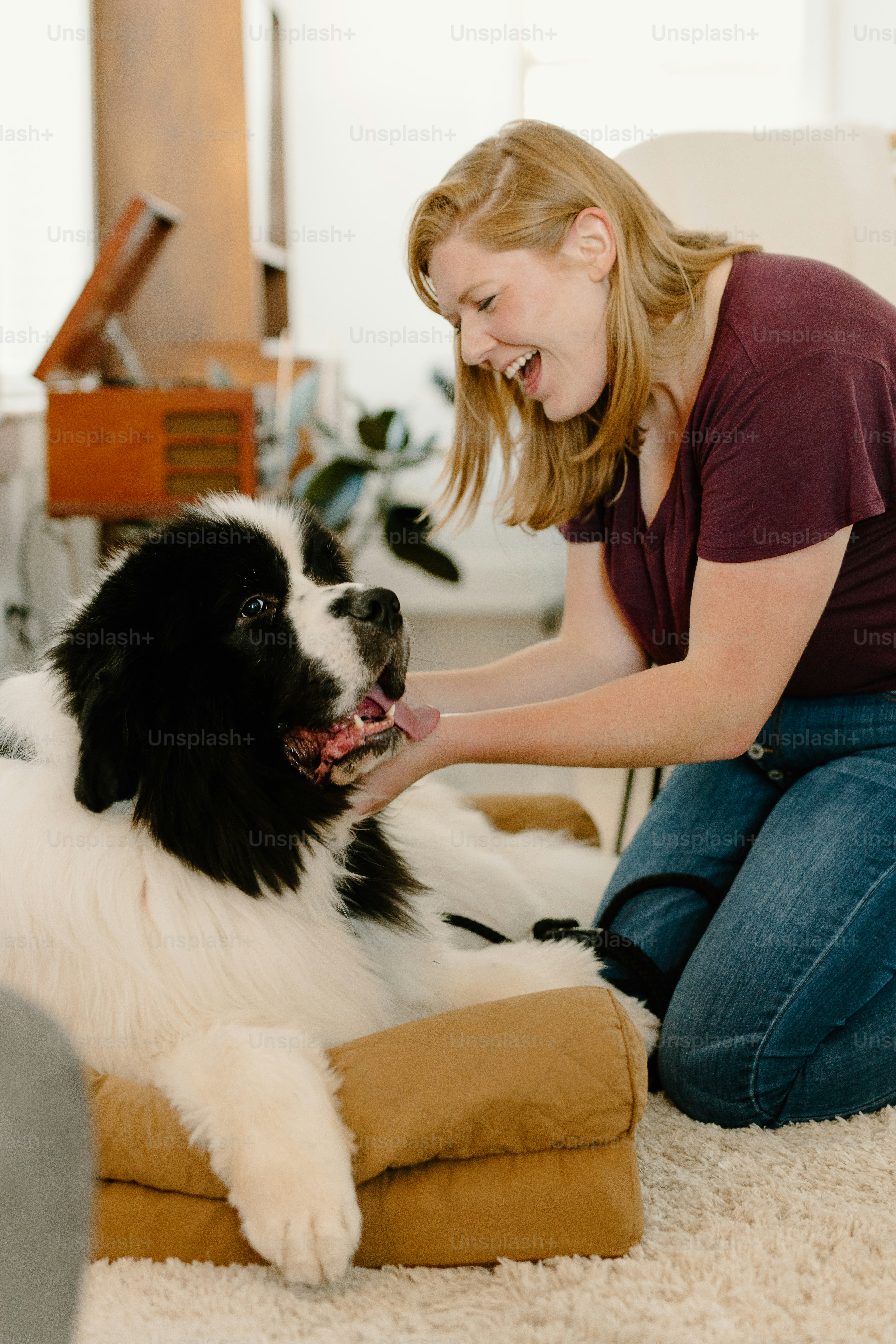 A woman petting a large black and white dog photo – Pet dog Image on ...