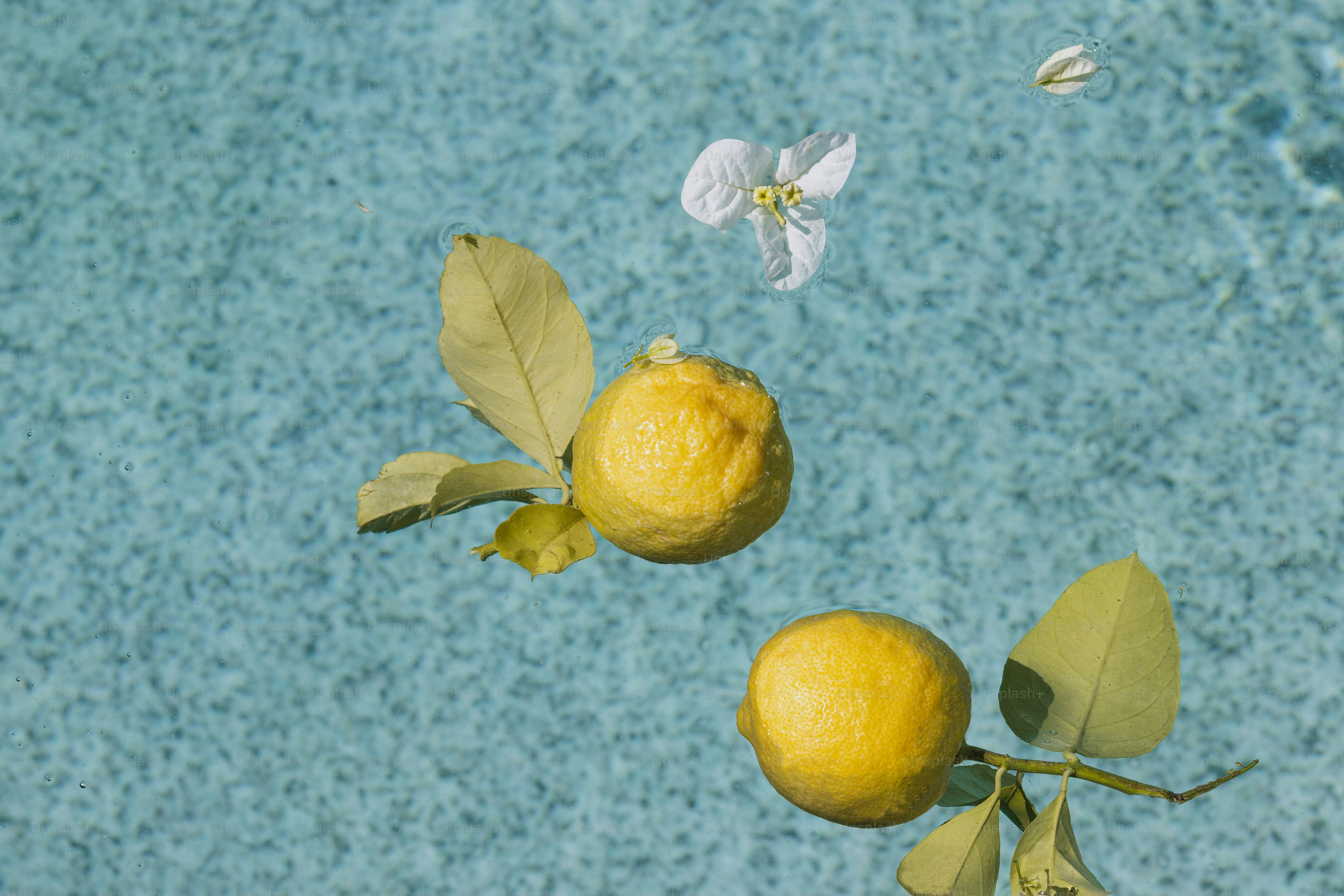 A couple of lemons sitting on top of a tree branch photo – Pool party ...