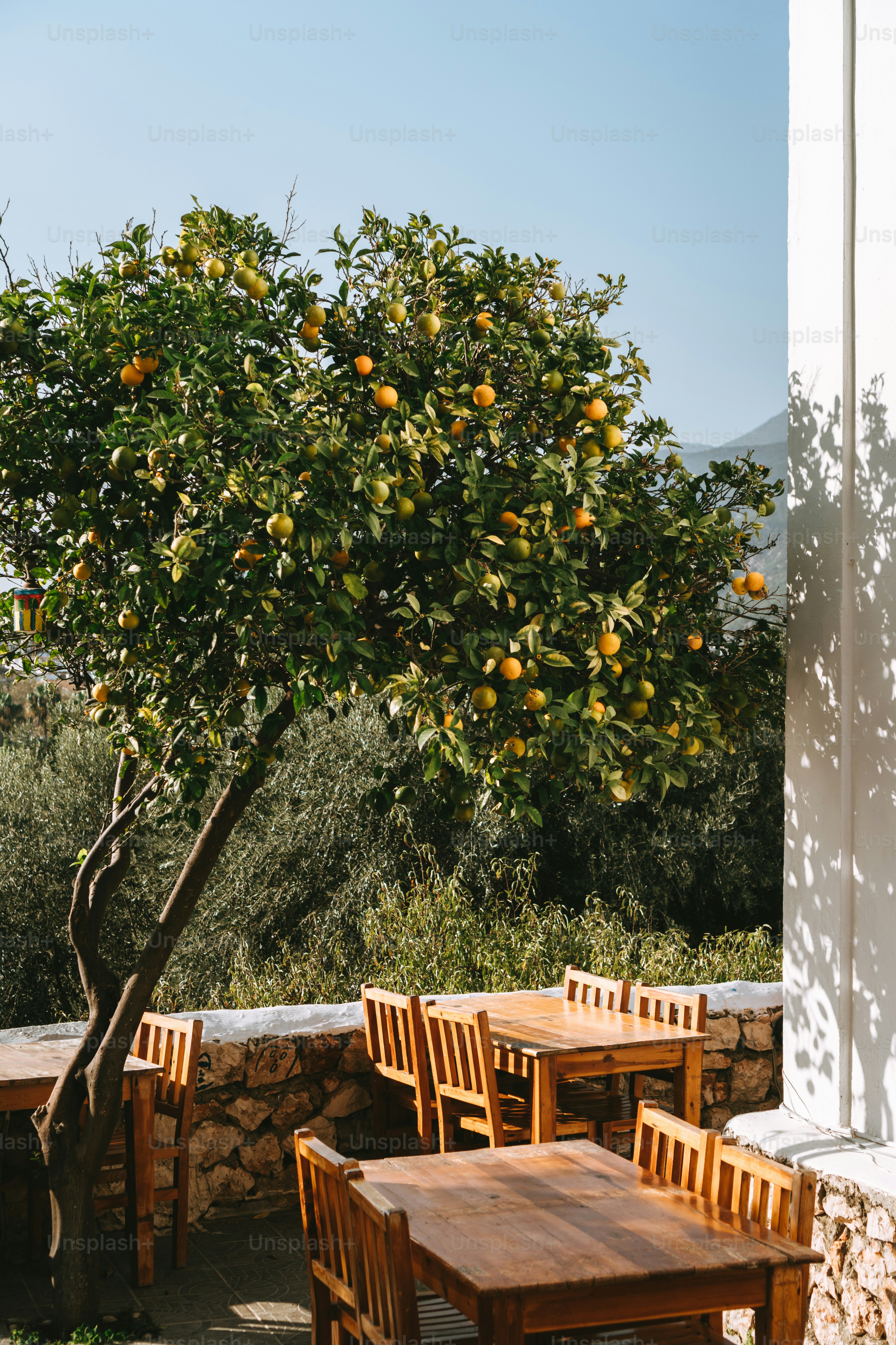 An orange tree in the shade of an orange tree photo – Terrace Image on ...