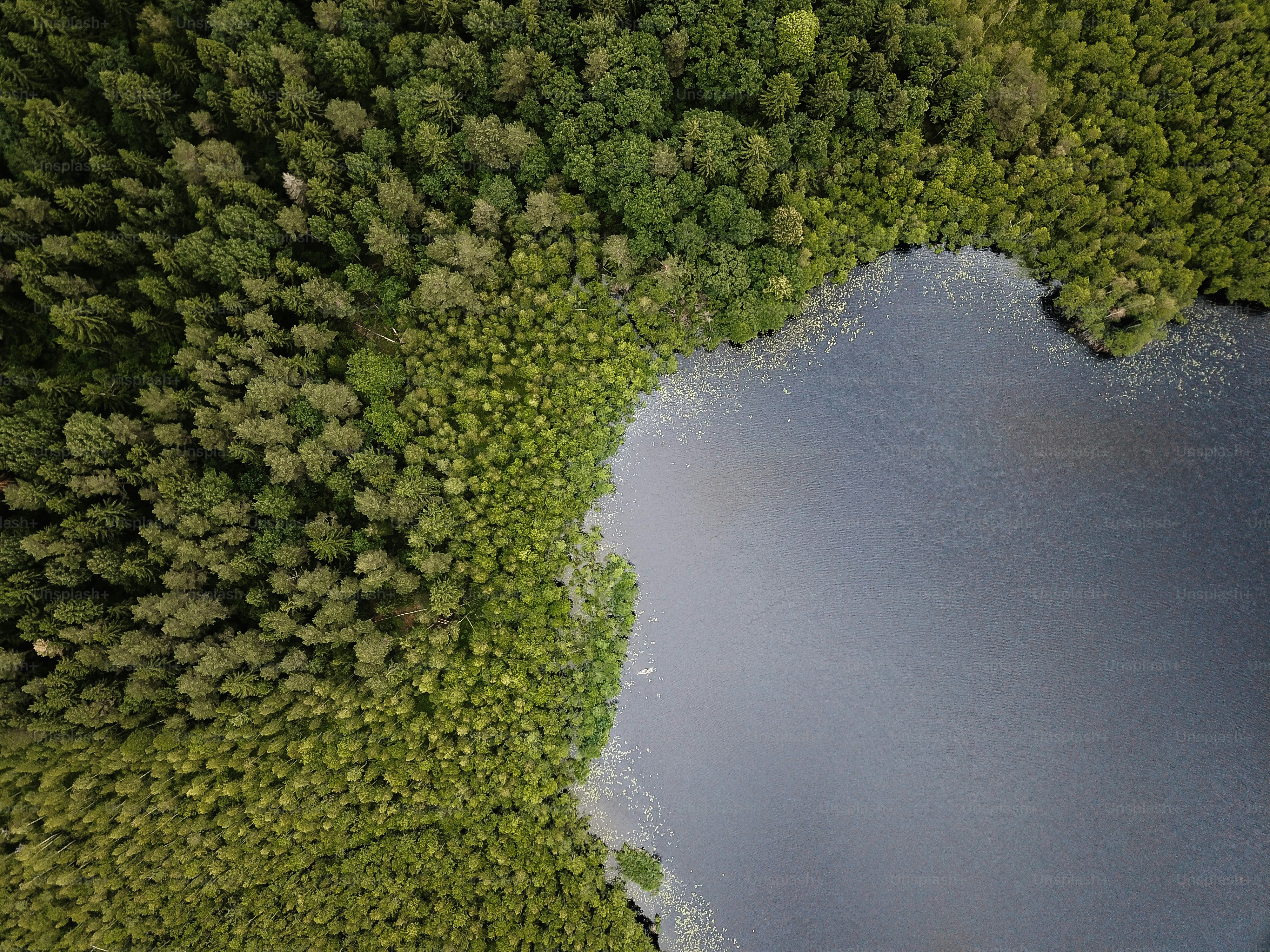 An aerial view of a body of water surrounded by trees photo – Drone ...