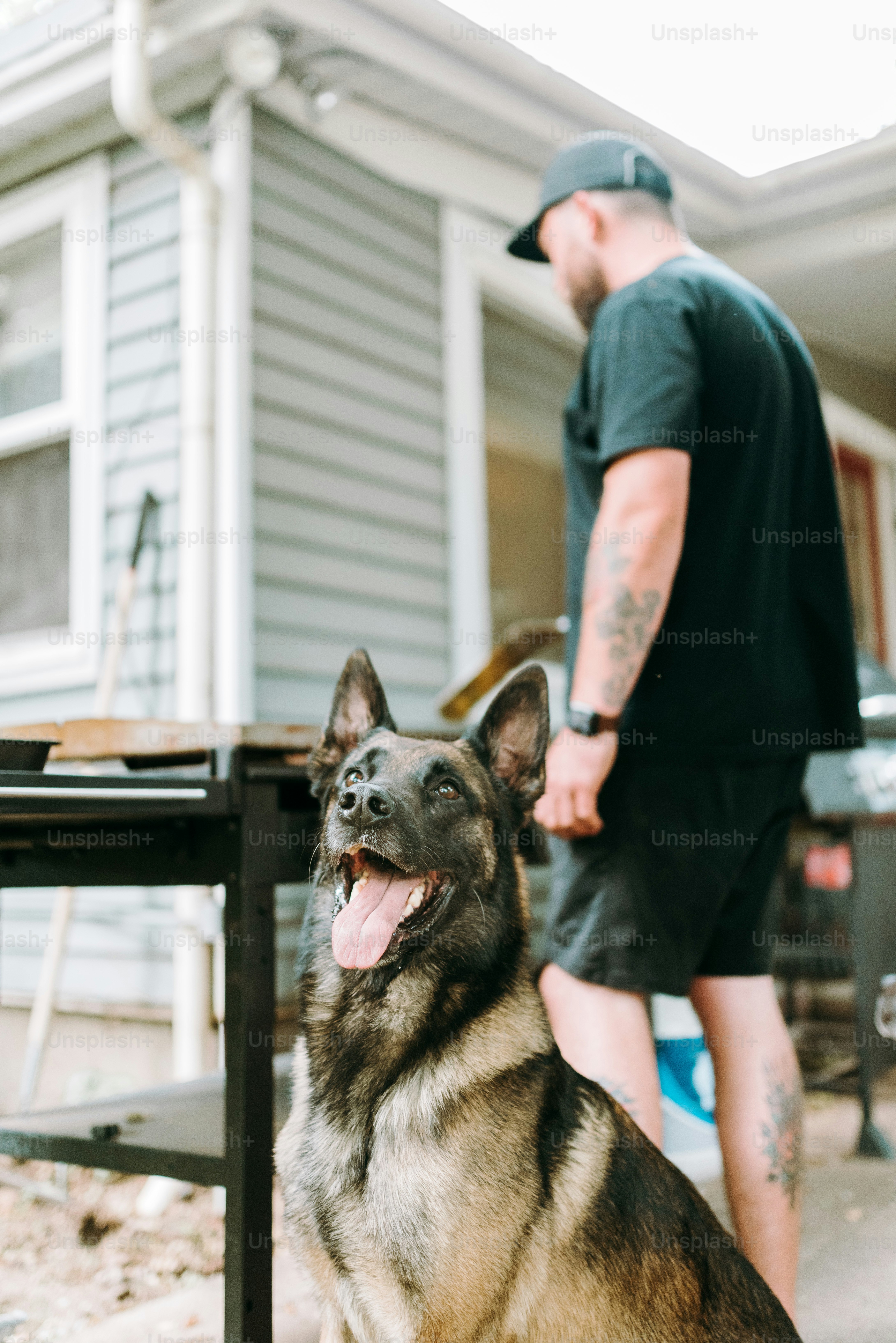 999+ Police Dog Pictures | Download Free Images on Unsplash