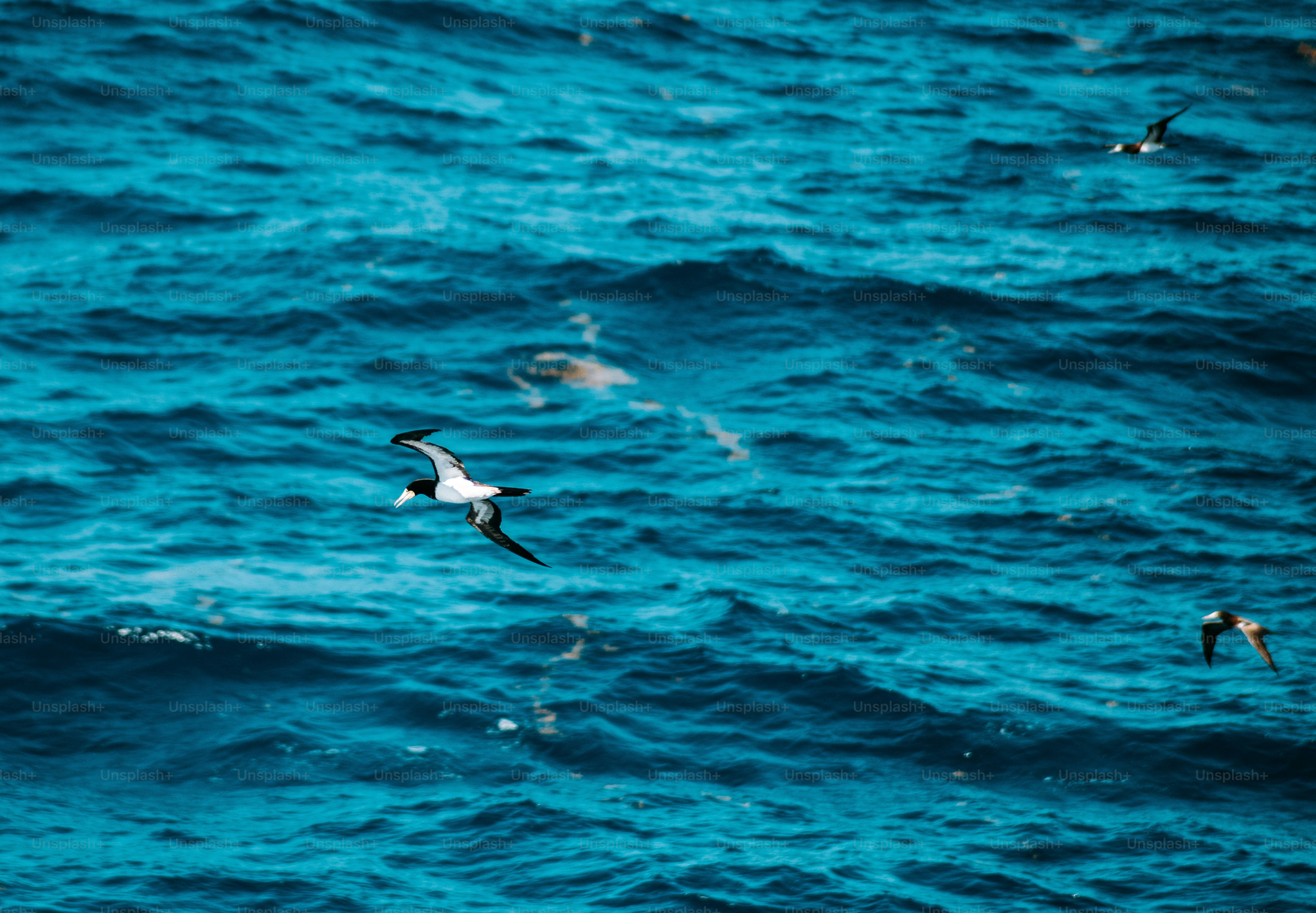 A flock of birds flying over a body of water photo – Albatross Image on ...