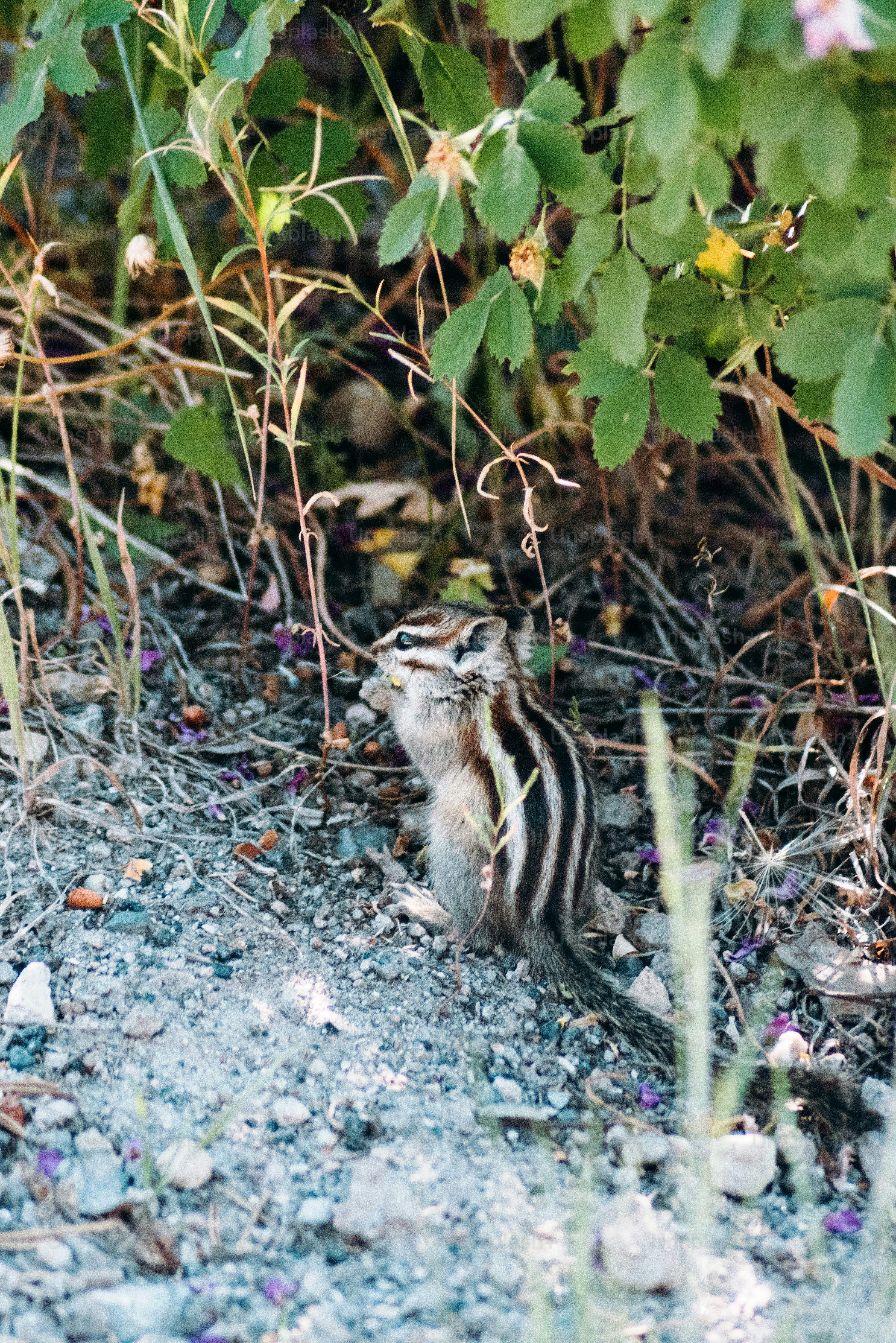 500+ Chipmunk Pictures [HD] | Download Free Images on Unsplash