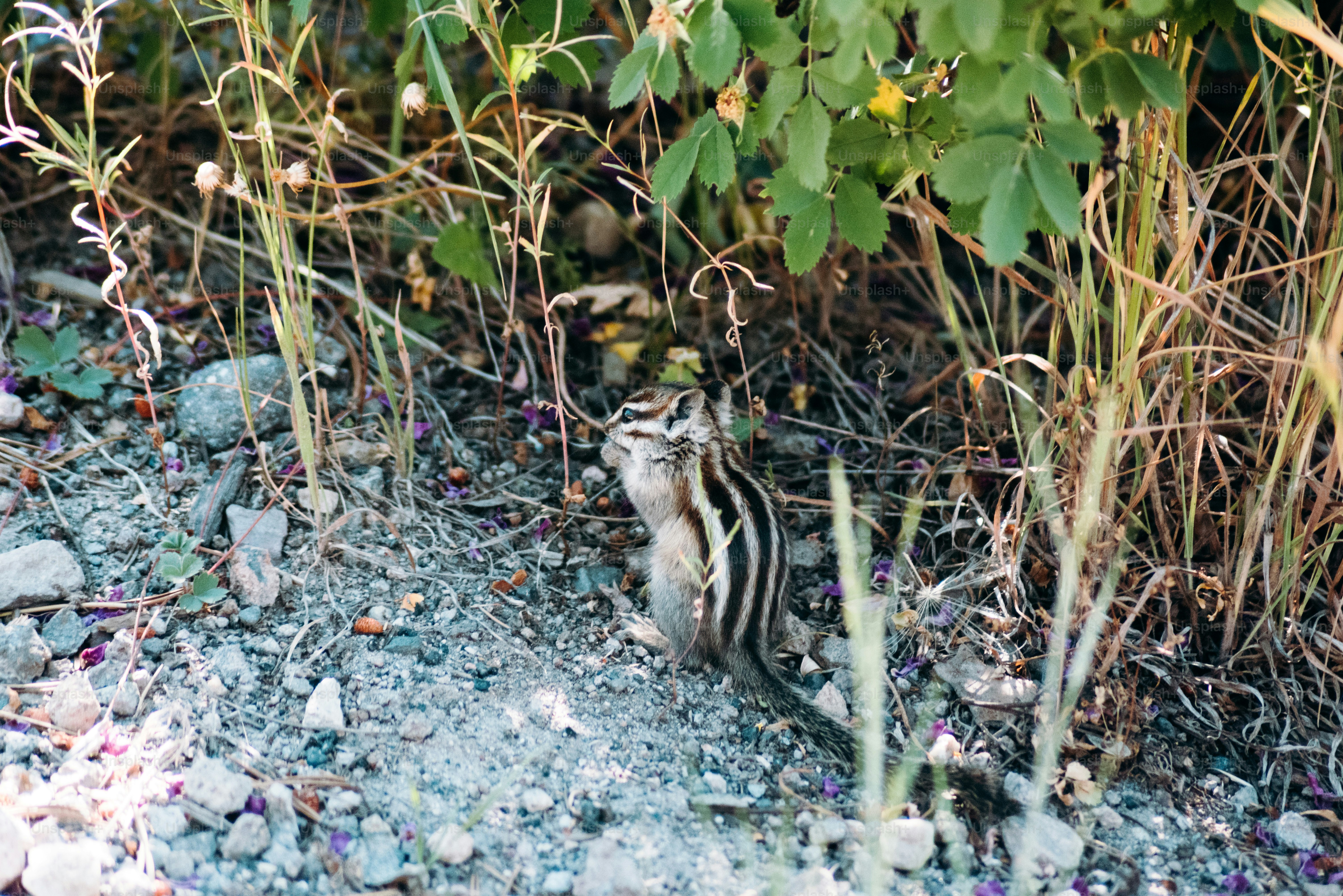 500+ Chipmunk Pictures [HD] | Download Free Images on Unsplash