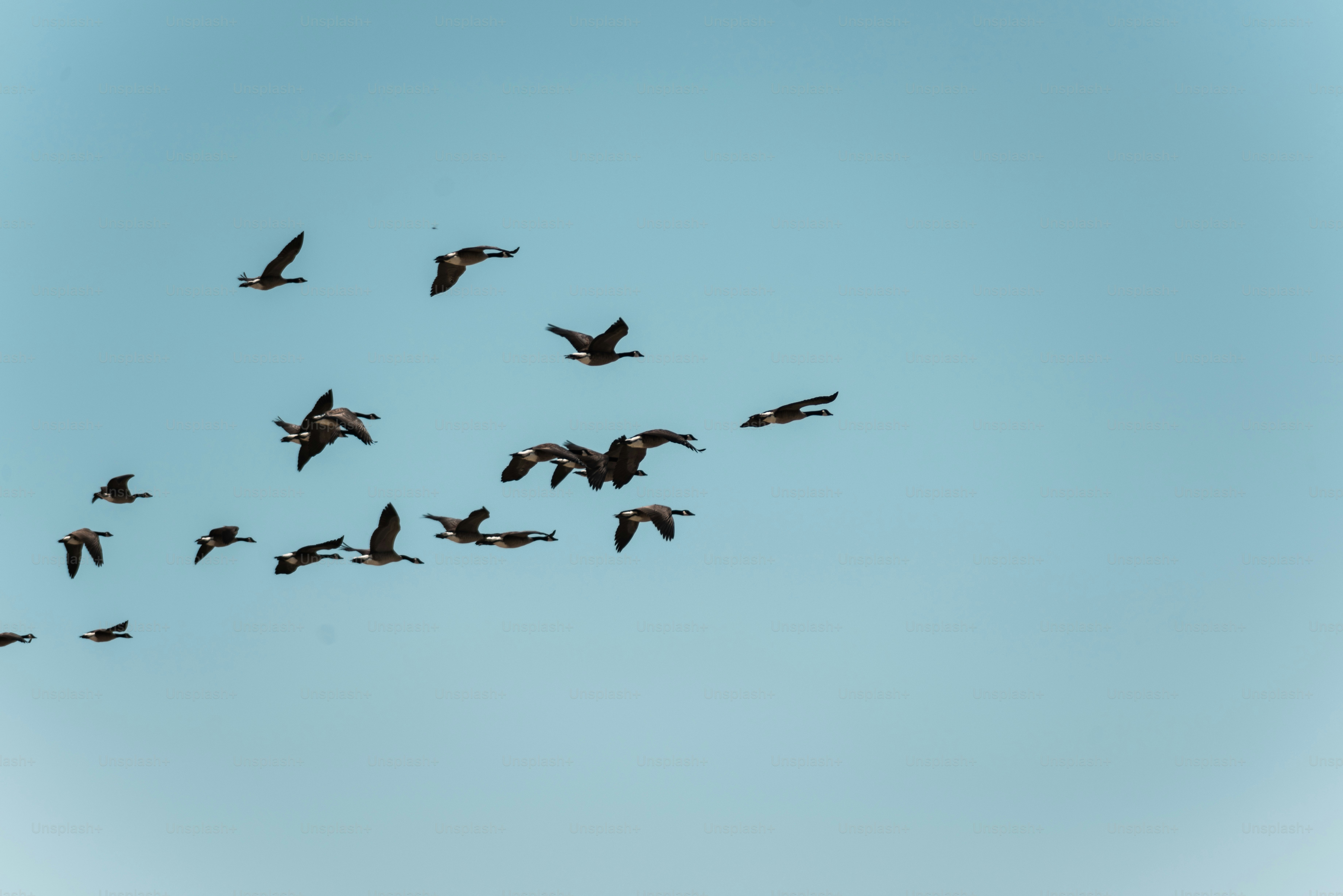 A flock of birds flying through a blue sky photo – Bird Image on Unsplash