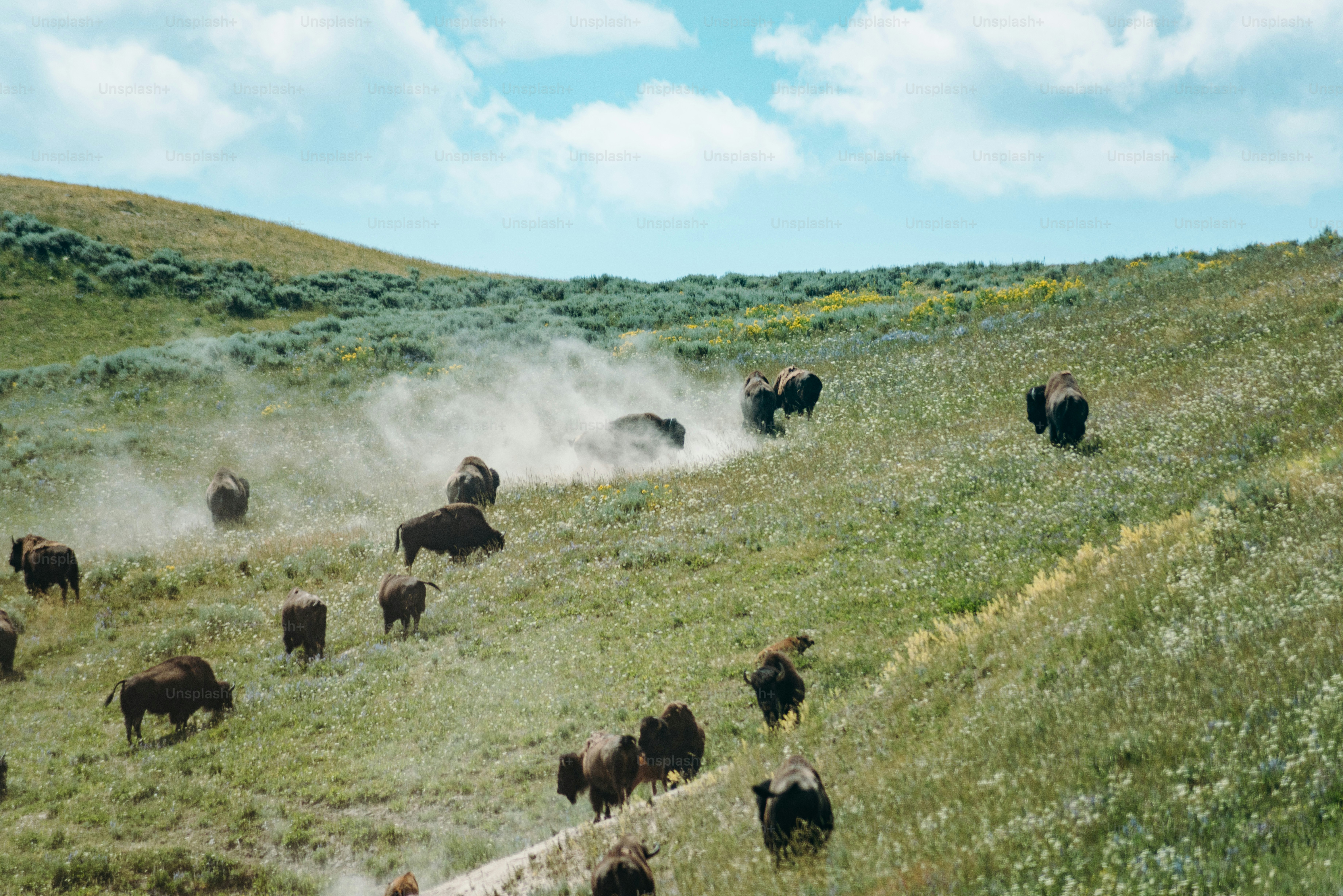 A herd of animals walking across a lush green field photo – Animal ...