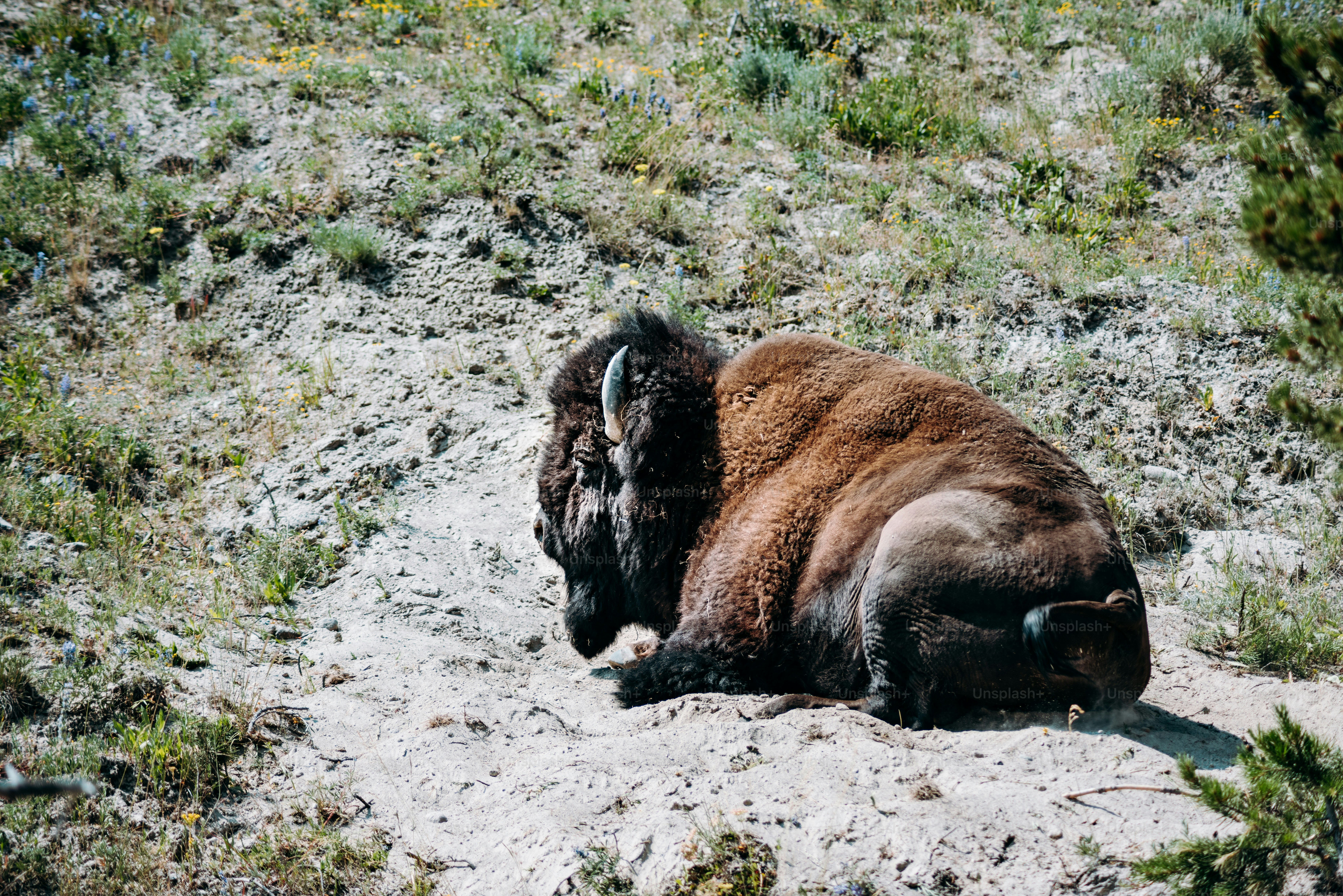 A bison laying down in the middle of a field photo – Animal Image on ...