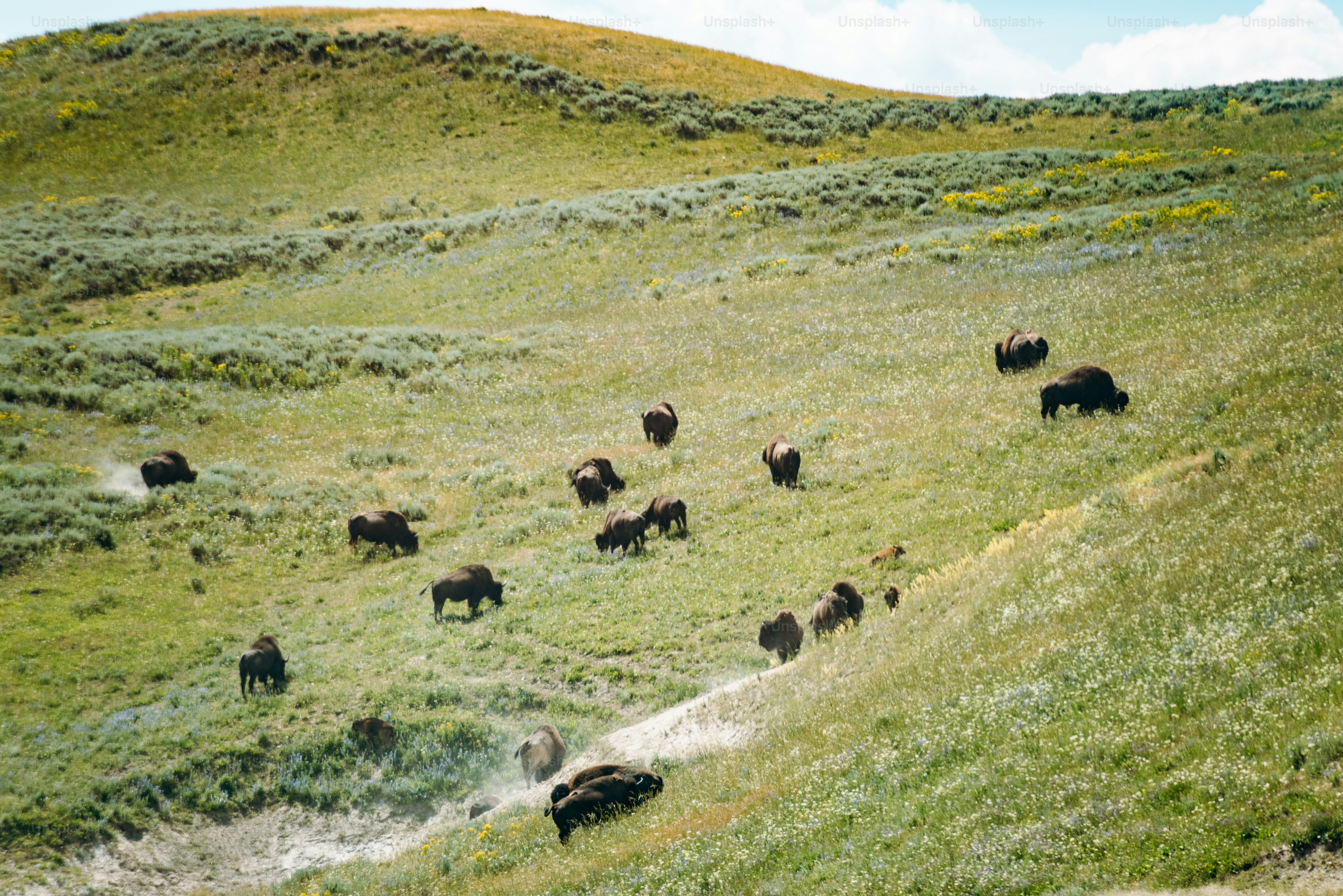 A herd of cattle grazing on a lush green hillside photo – Bison Image ...