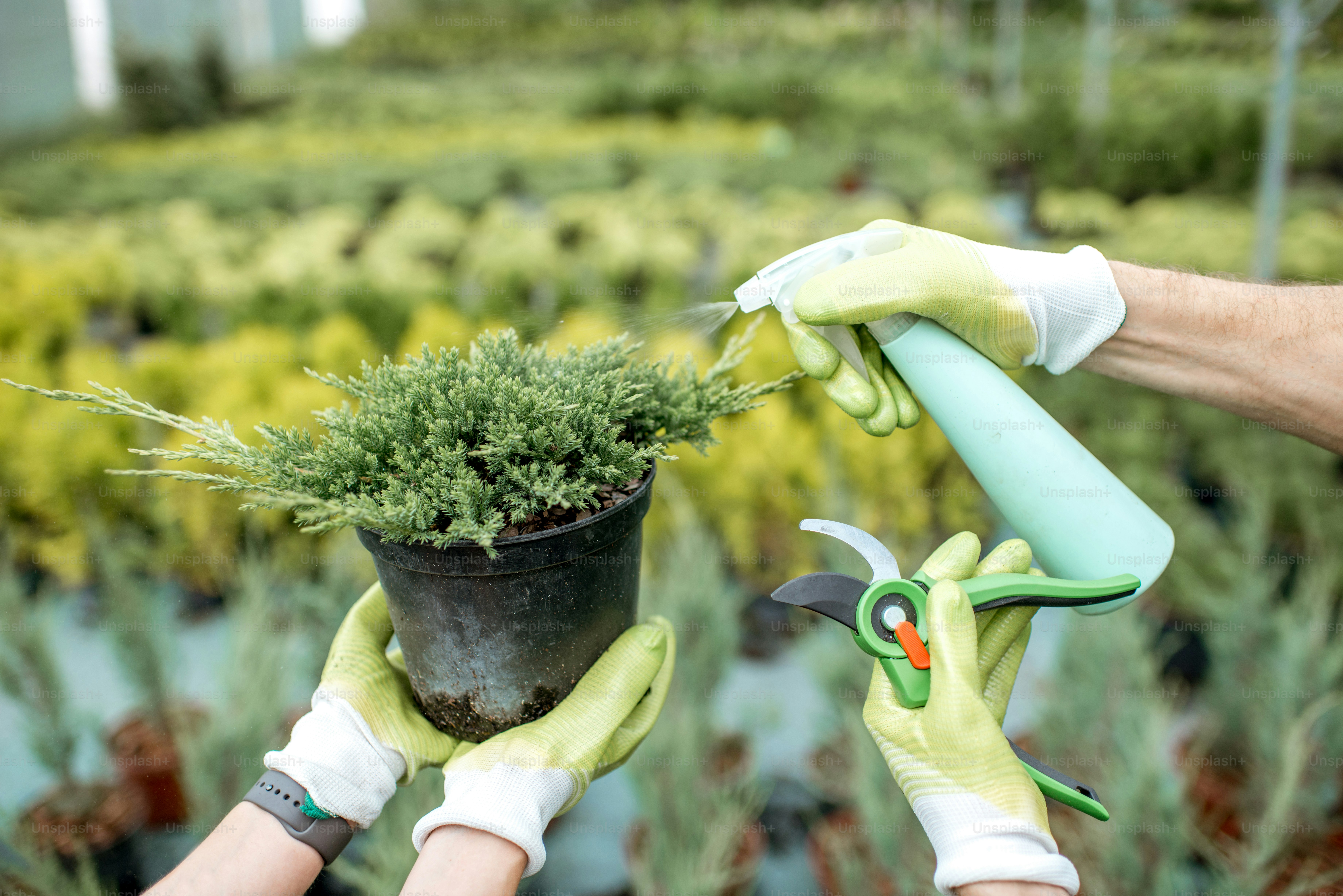 Sprinkling water on the conifer bush in the greenhouse, close-up view ...