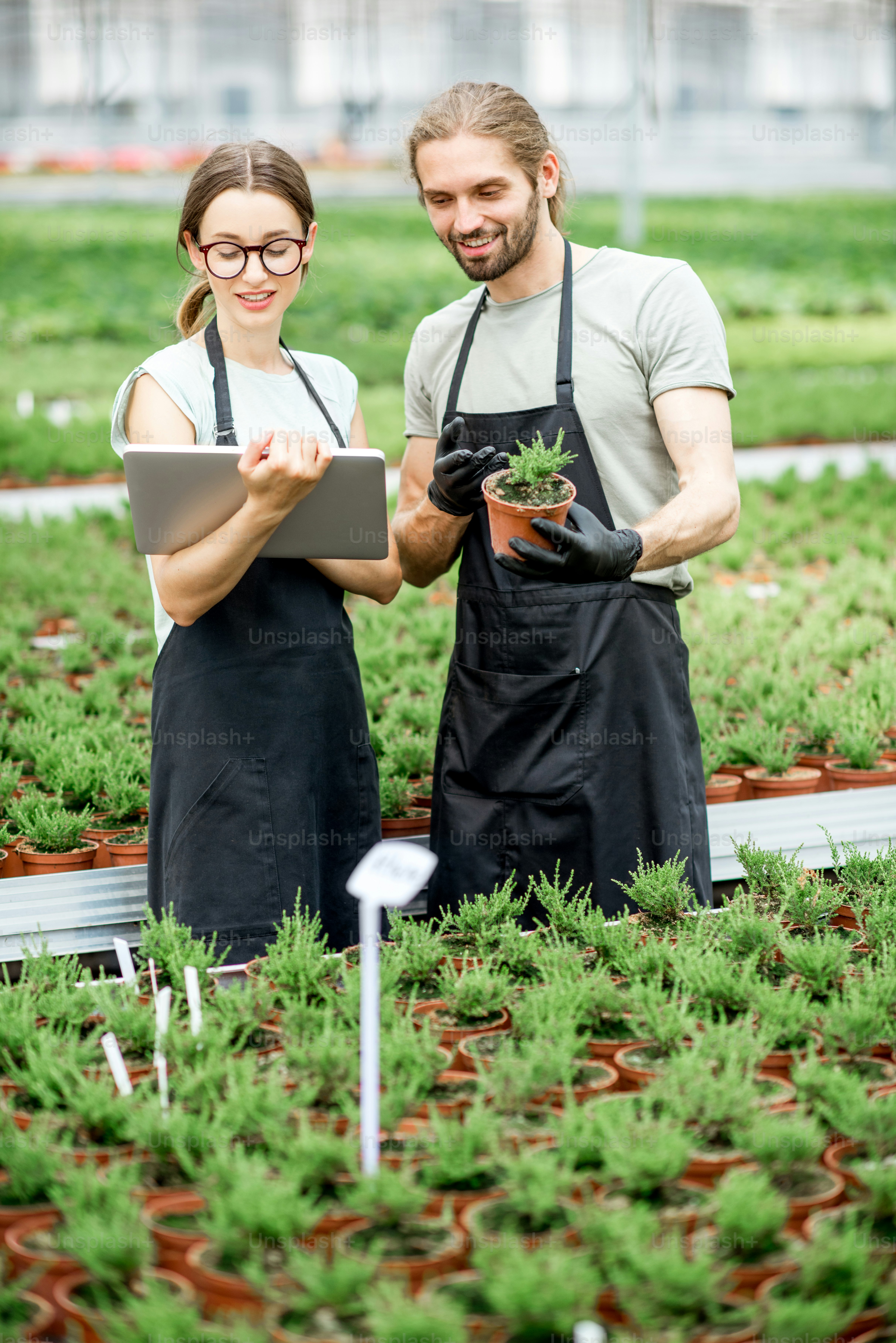 Couple of workers working with digital tablet supervising the growing ...