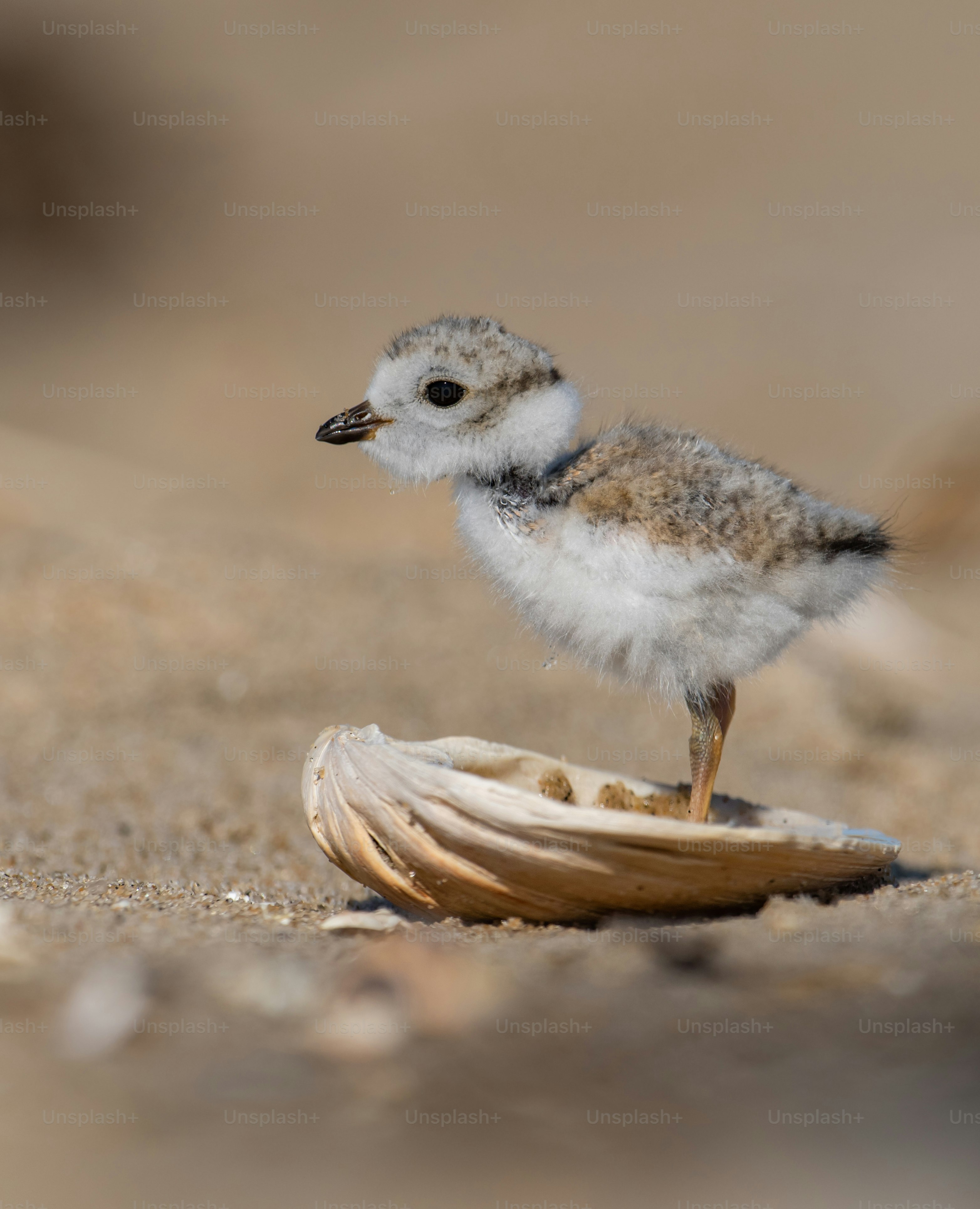 An endangered piping plover on the beach. photo – No people Image on ...