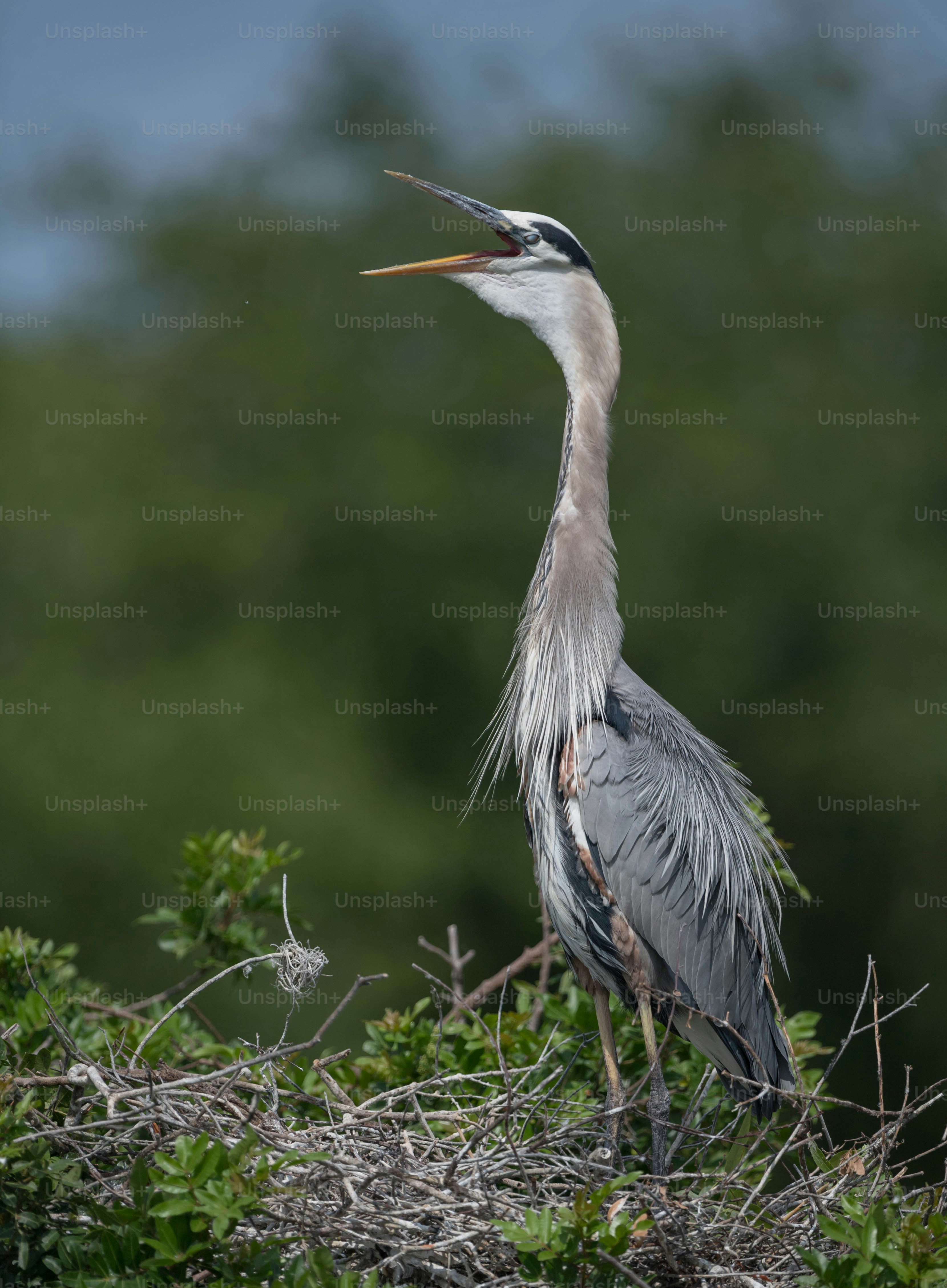 500+ Great Blue Heron Pictures [HD] | Download Free Images on Unsplash