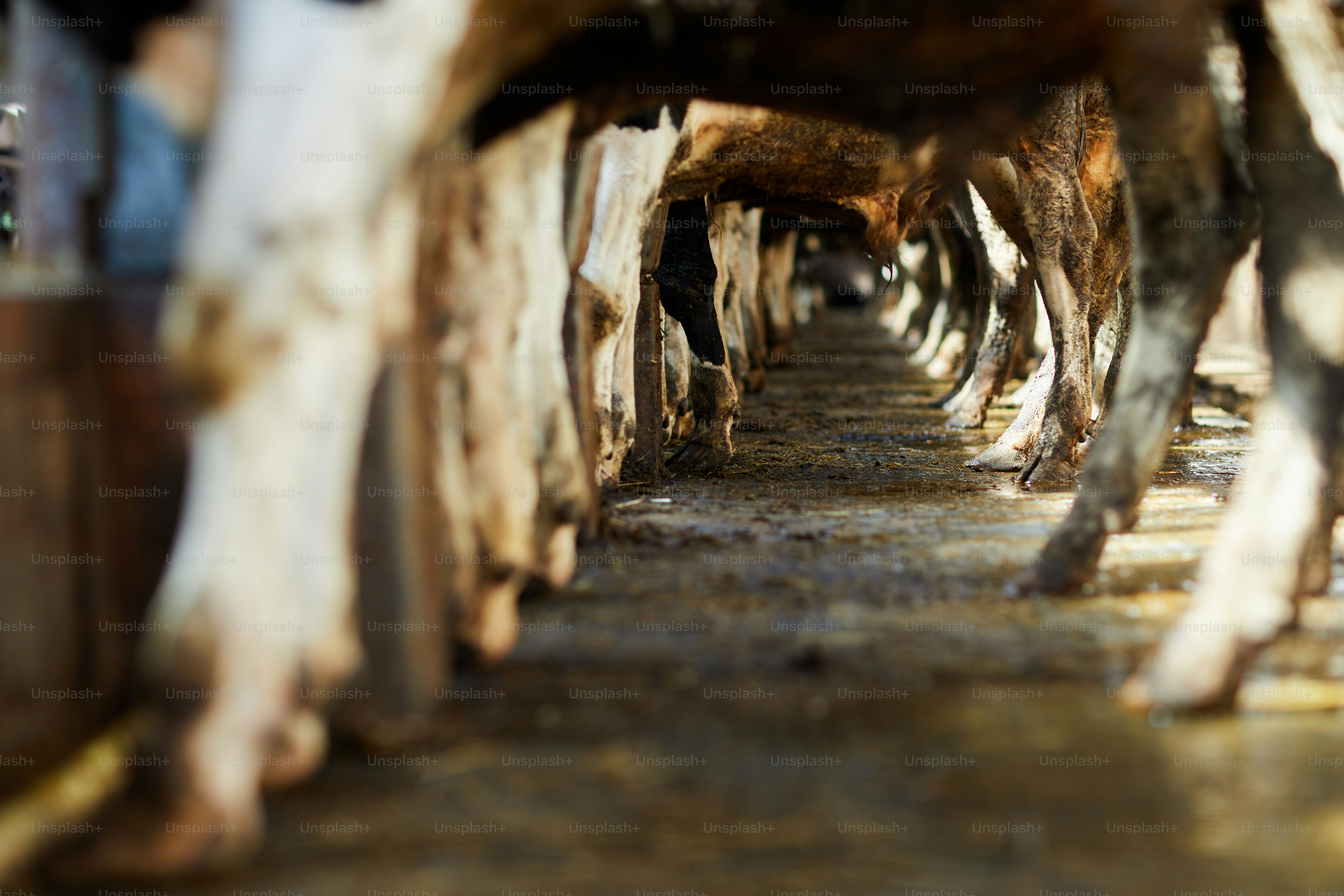 View of cow legs standing in row in stable and forming long tunnel ...