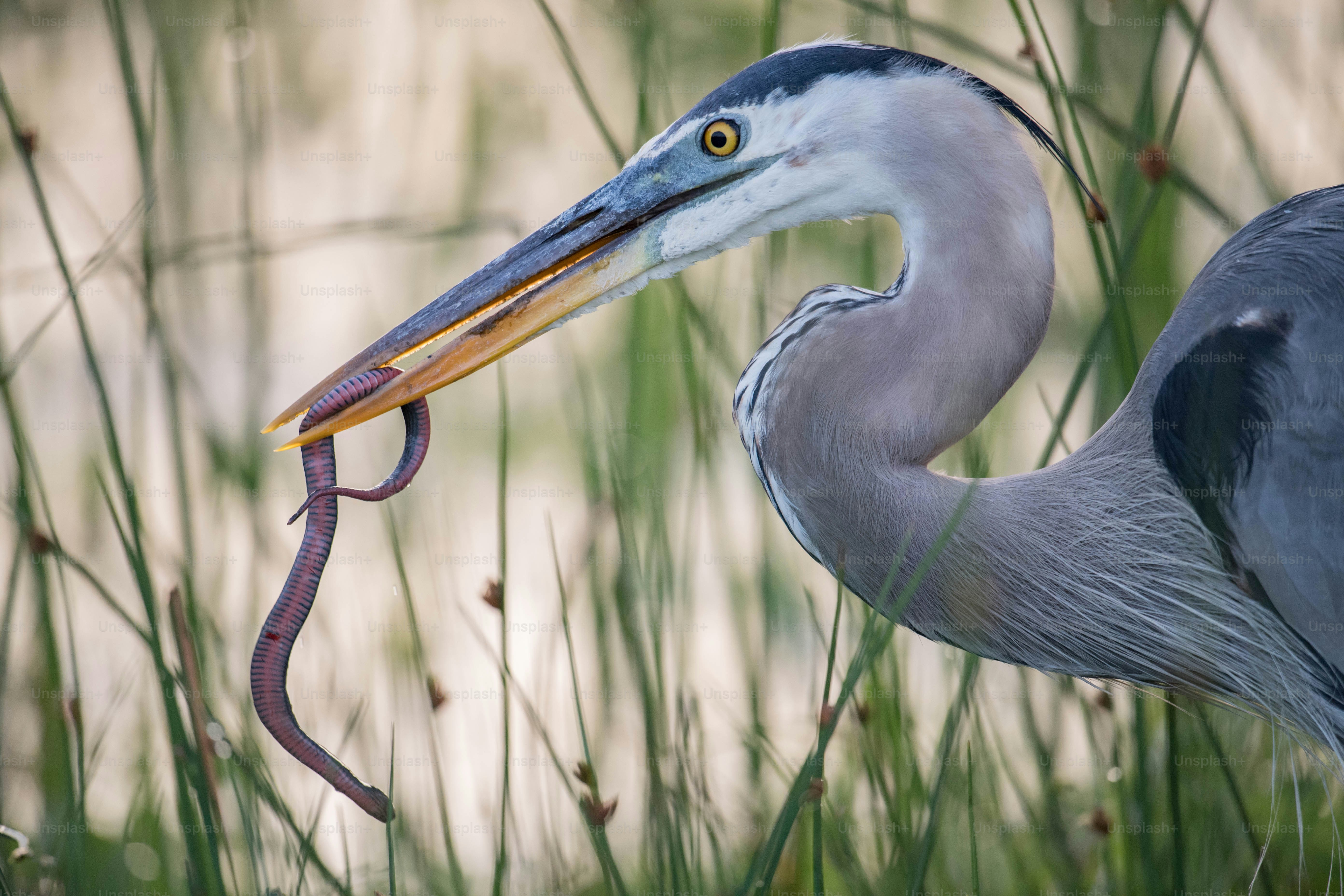 Blue Heron Pictures | Download Free Images on Unsplash